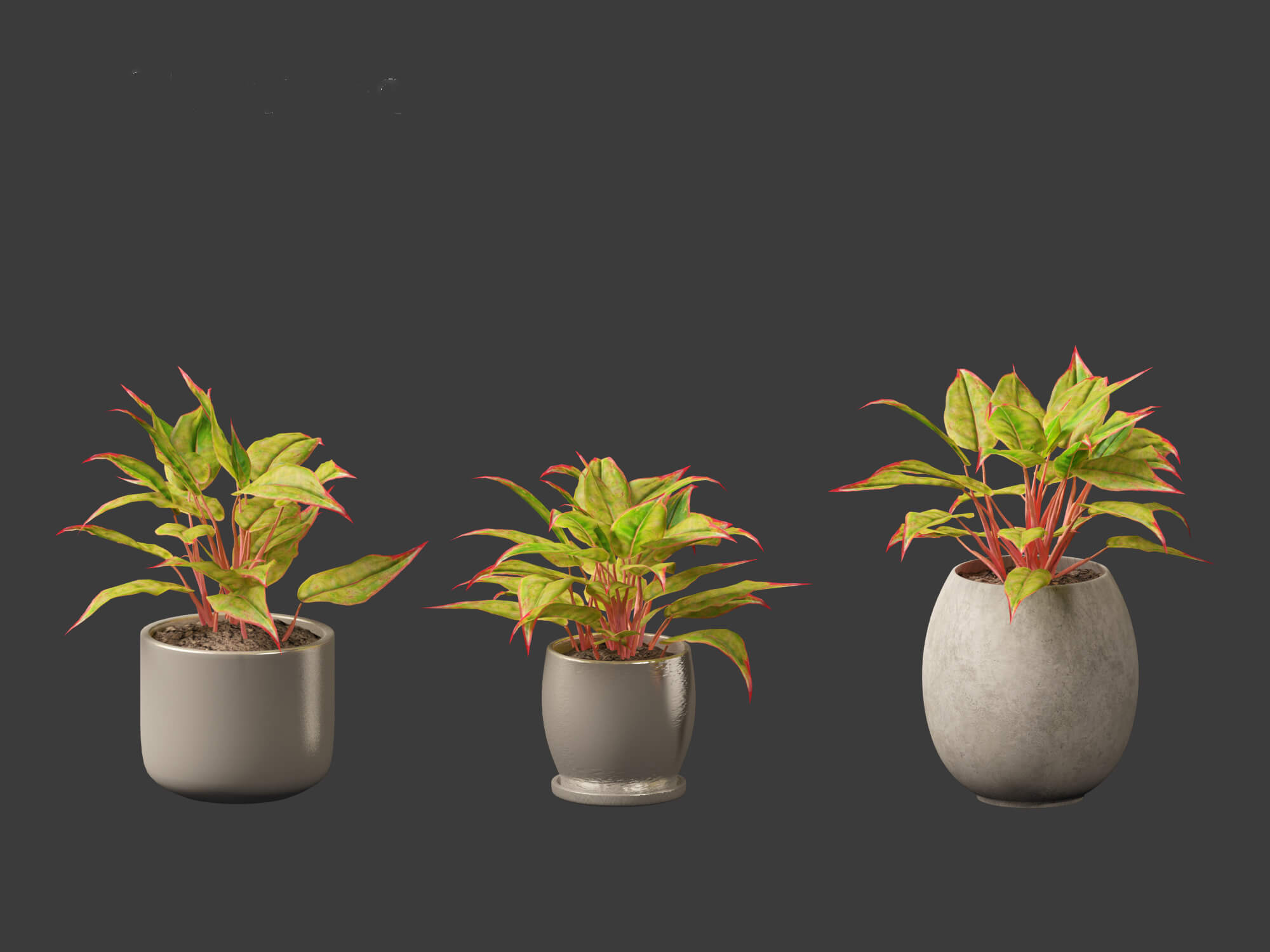 Aglaonema Crete - Chinese Evergreen 3D Model by 3dgardenplants