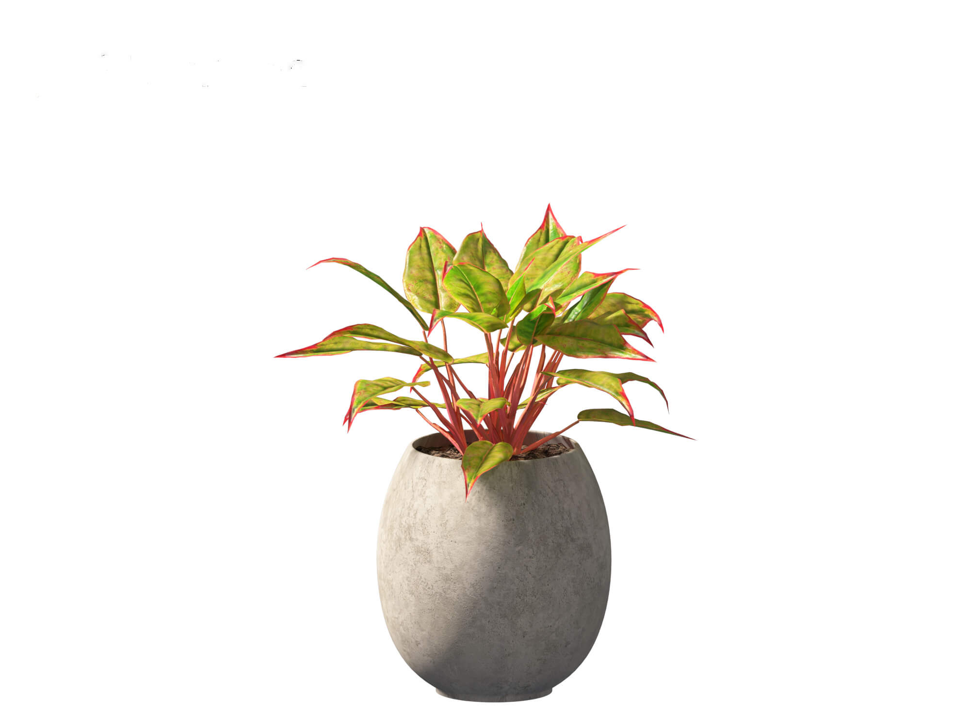 Aglaonema Crete - Chinese Evergreen 3D Model by 3dgardenplants