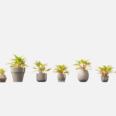 Aglaonema Crete - Chinese Evergreen 3D Model by 3dgardenplants