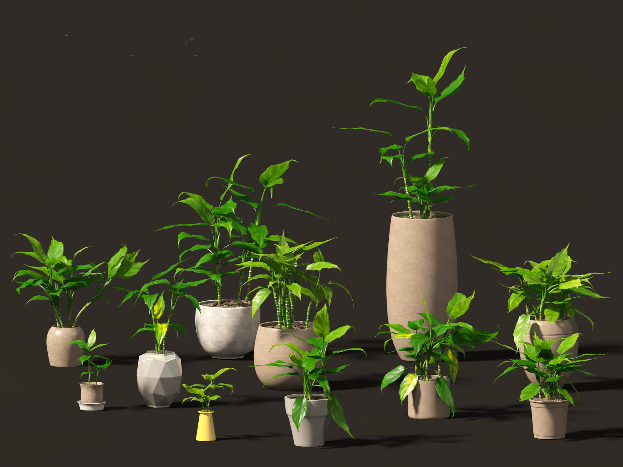 Aglaonema Modestum - Chinese Evergreen 3D Model by 3dgardenplants