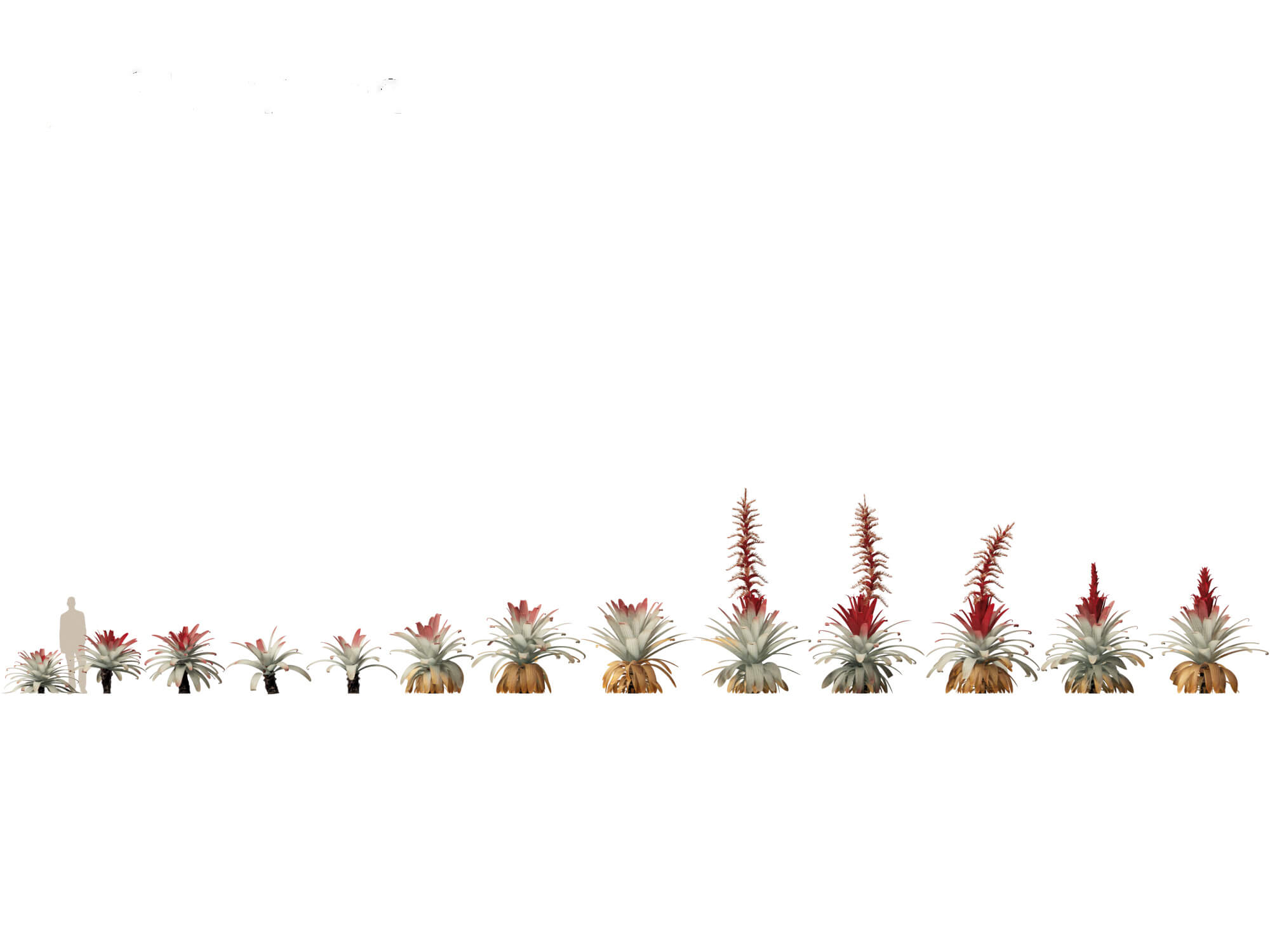 Alcantarea Imperialis - Giant Bromeliad 3D Model by 3dgardenplants