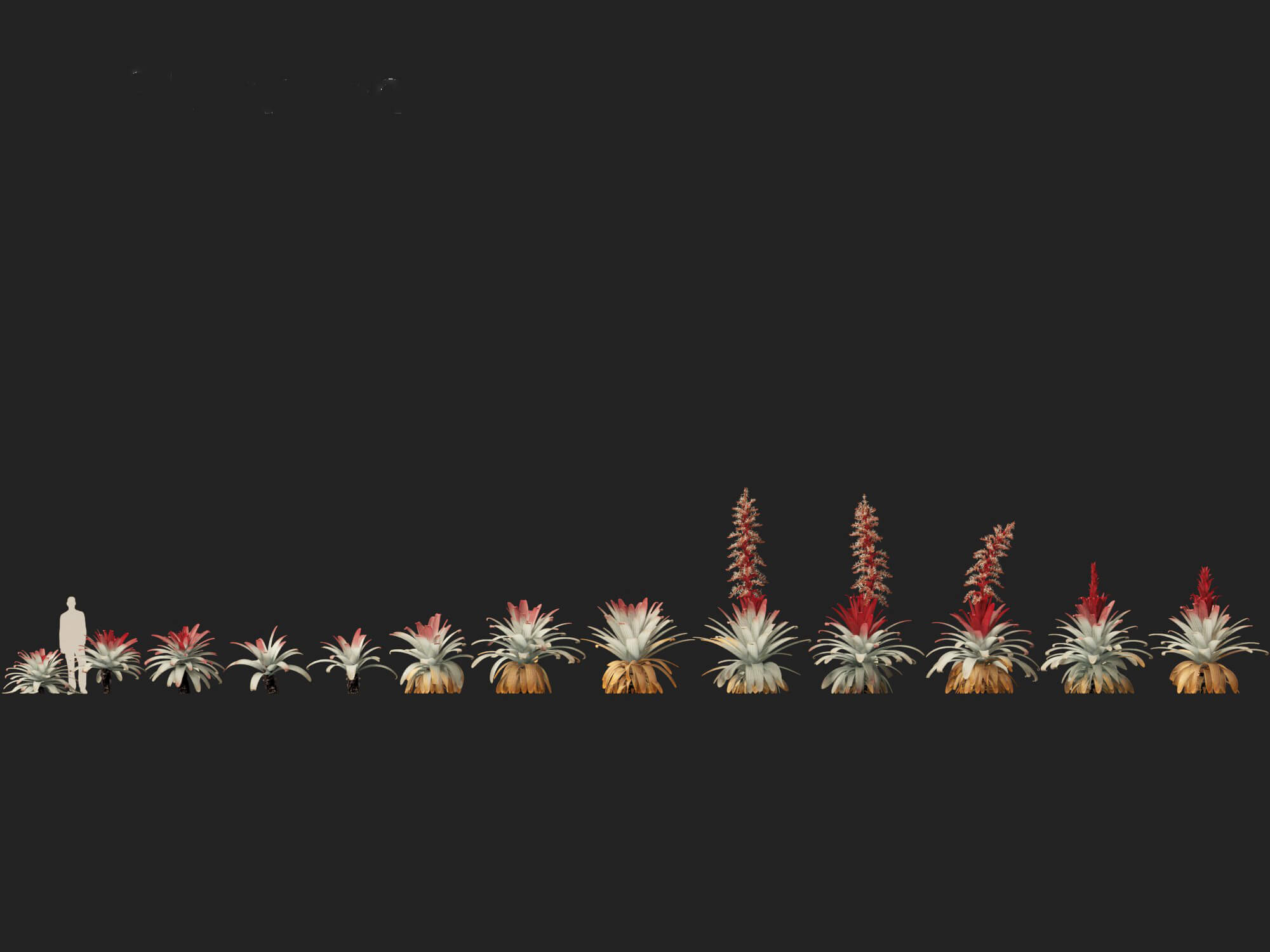 Alcantarea Imperialis - Giant Bromeliad 3D Model by 3dgardenplants