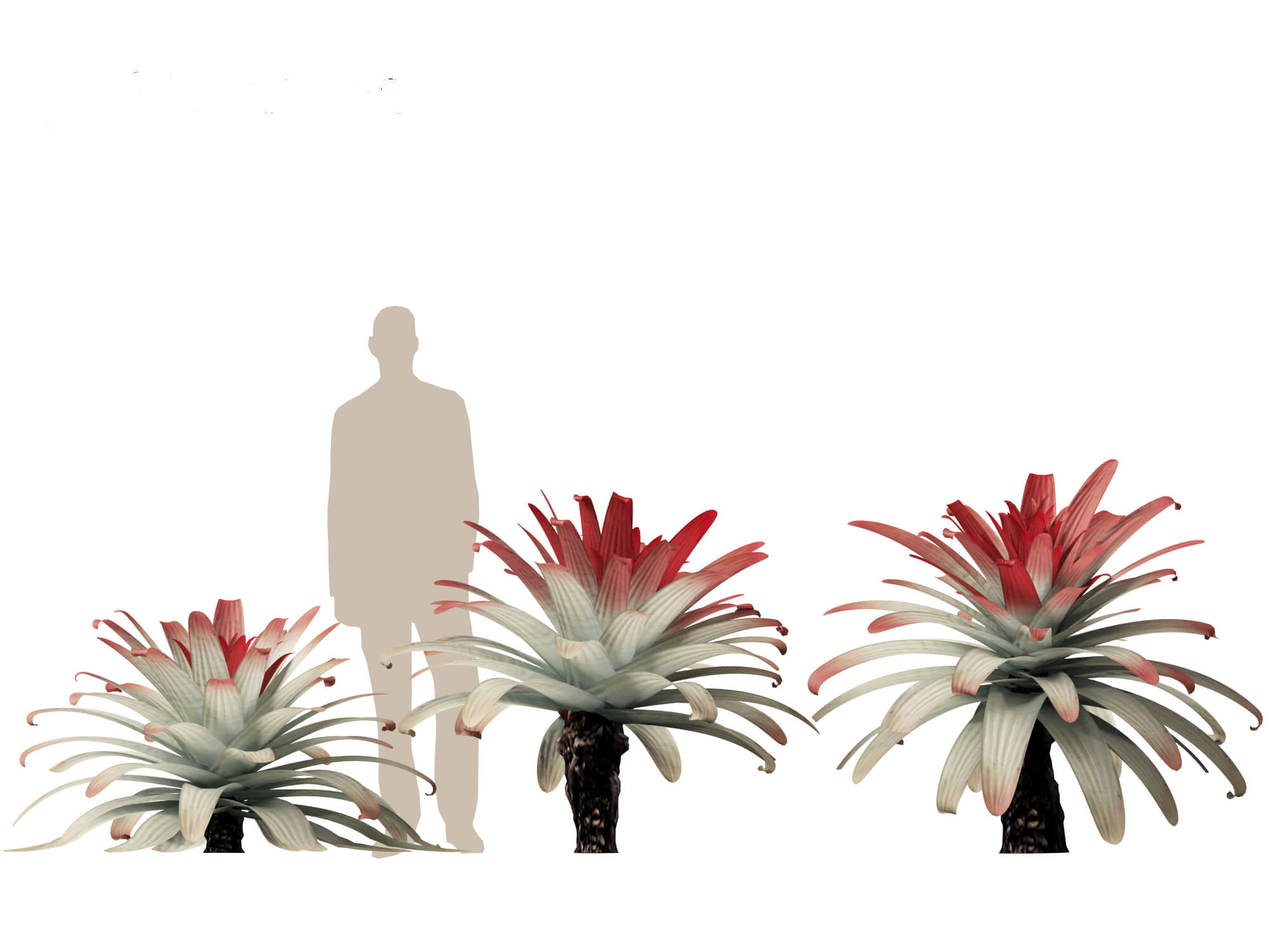 Alcantarea Imperialis - Giant Bromeliad 3D Model by 3dgardenplants