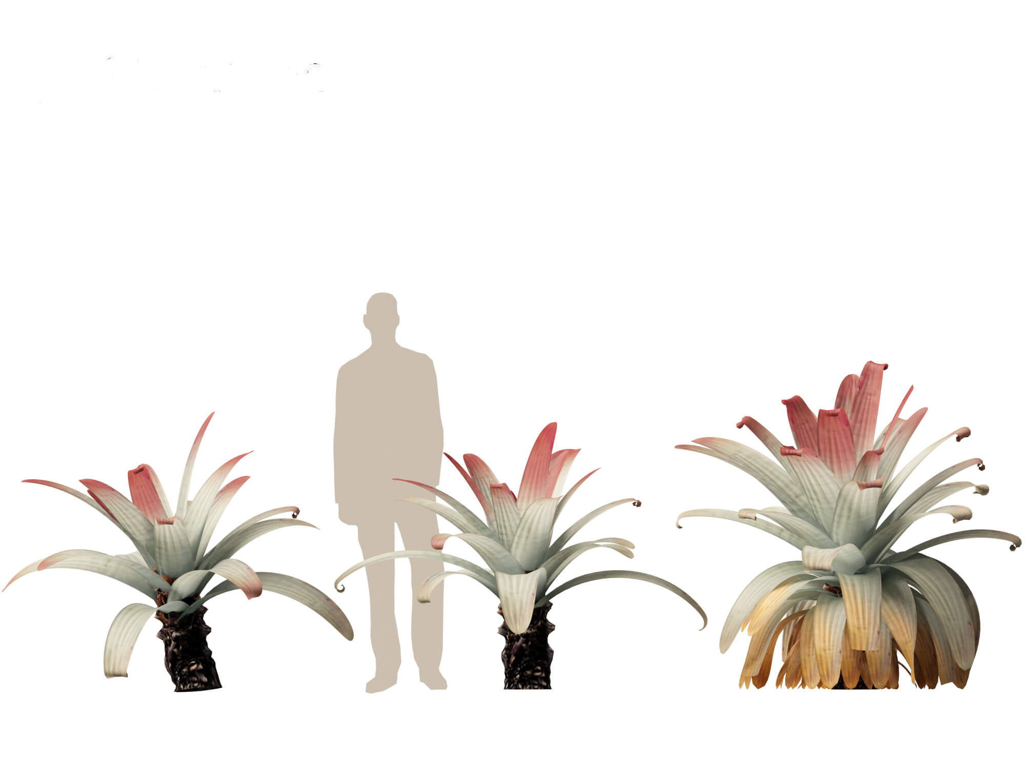 Alcantarea Imperialis - Giant Bromeliad 3D Model by 3dgardenplants