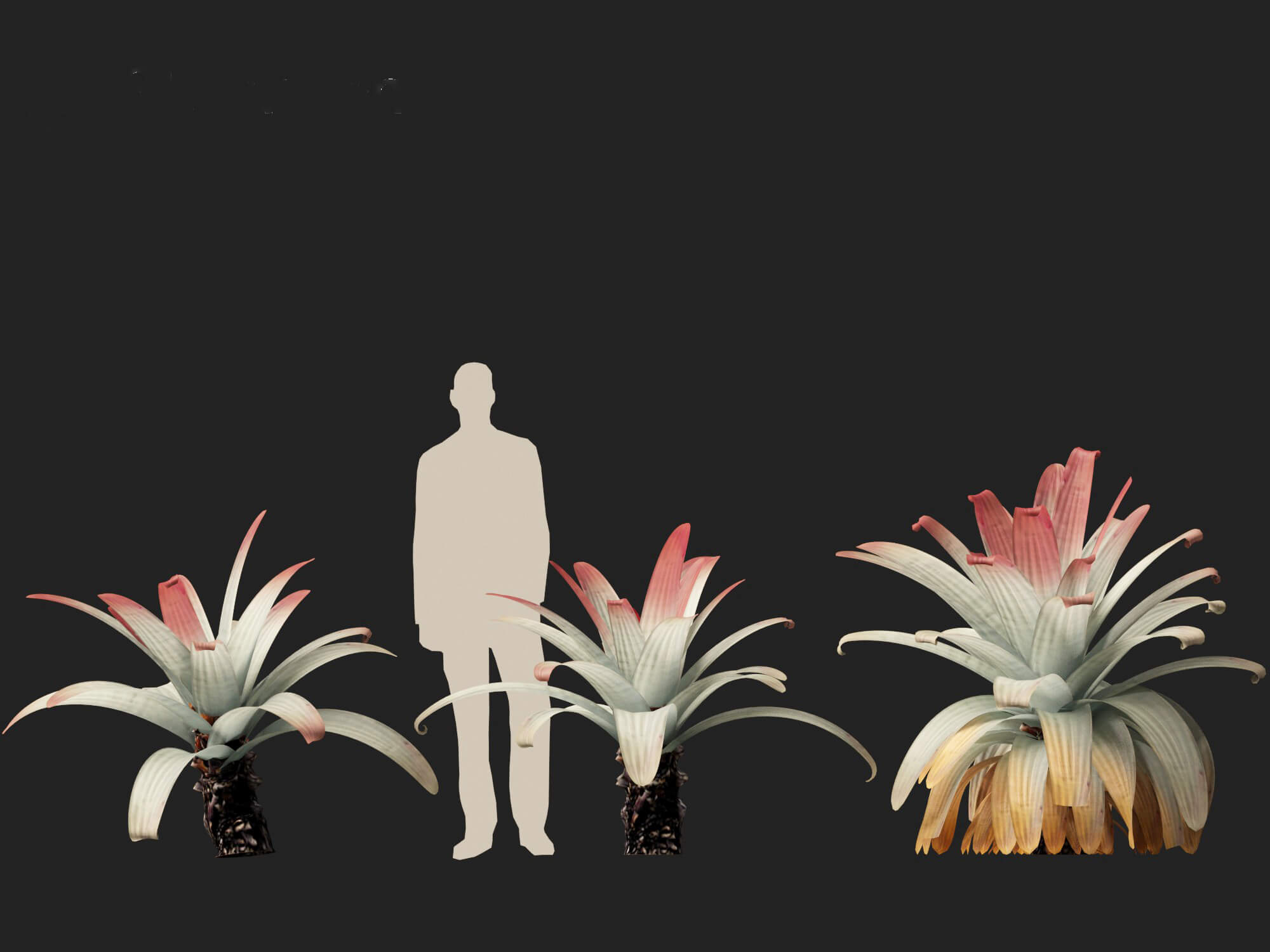 Alcantarea Imperialis - Giant Bromeliad 3D Model by 3dgardenplants