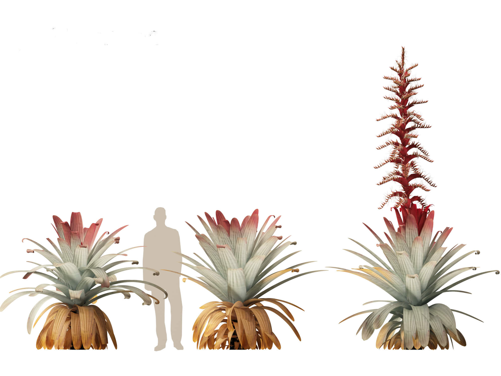 Alcantarea Imperialis - Giant Bromeliad 3D Model by 3dgardenplants