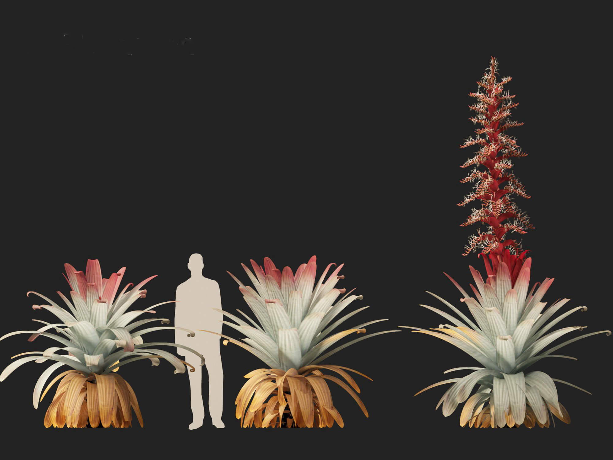 Alcantarea Imperialis - Giant Bromeliad 3D Model by 3dgardenplants