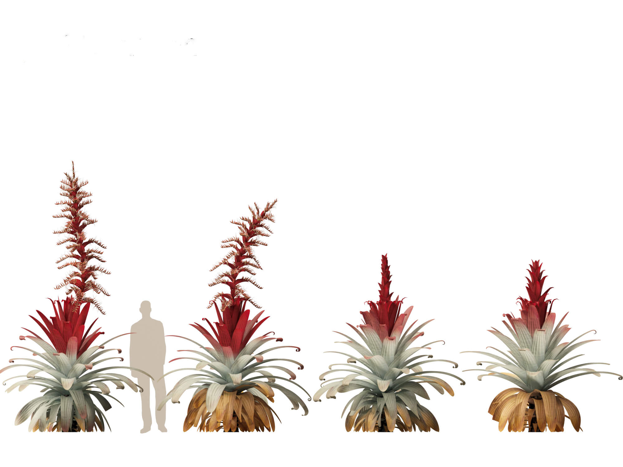 Alcantarea Imperialis - Giant Bromeliad 3D Model by 3dgardenplants