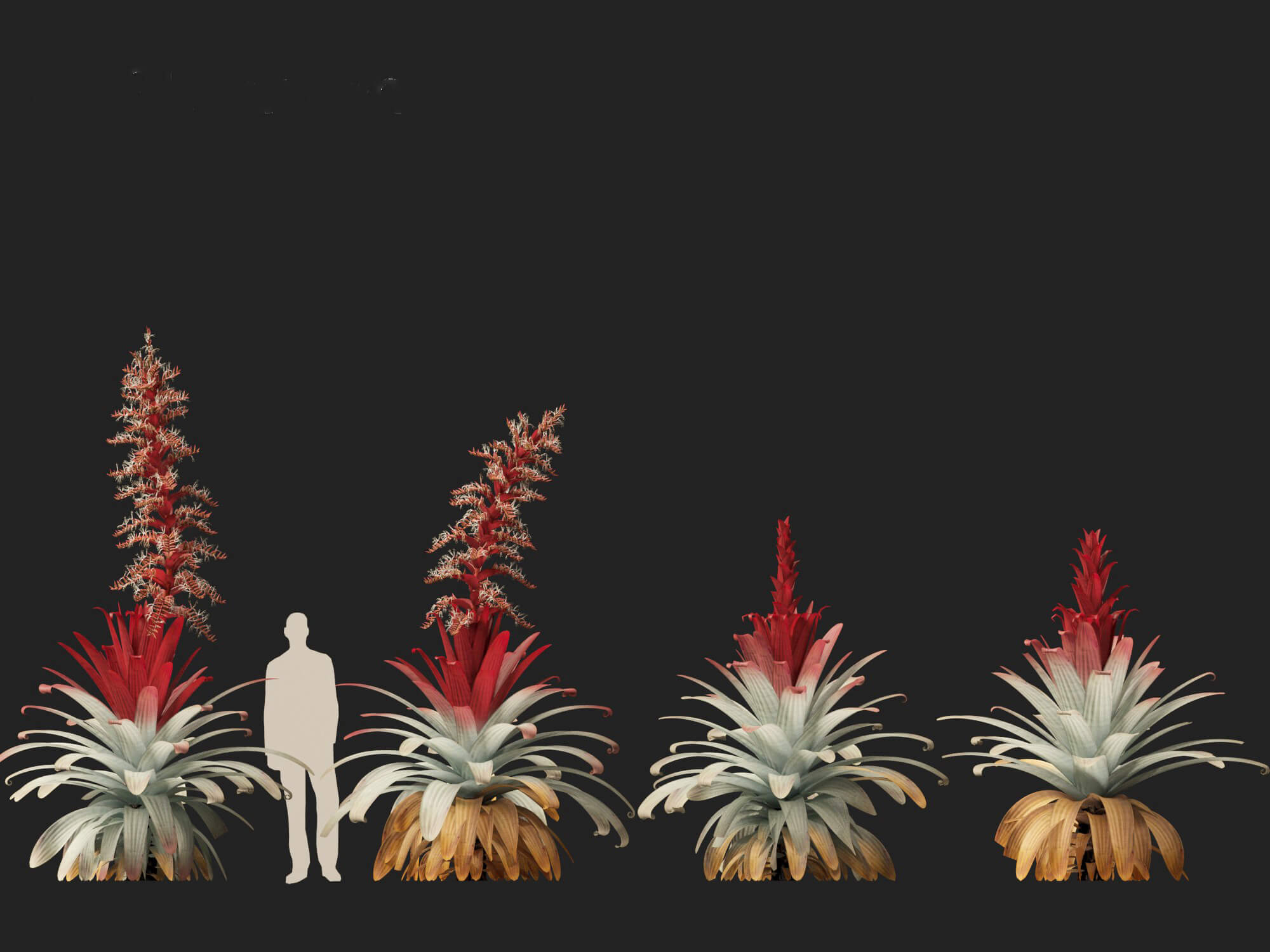 Alcantarea Imperialis - Giant Bromeliad 3D Model by 3dgardenplants