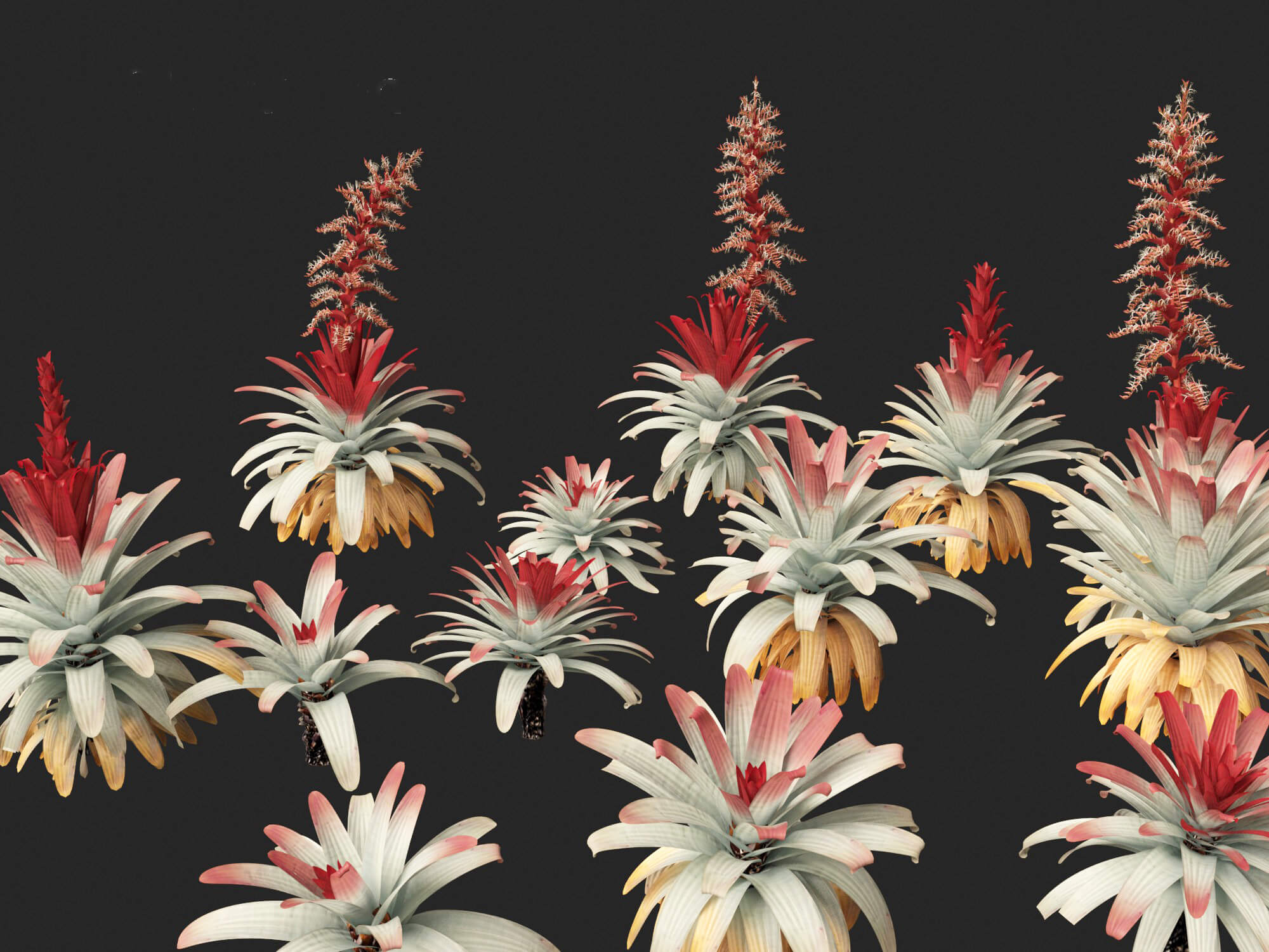 Alcantarea Imperialis - Giant Bromeliad 3D Model by 3dgardenplants