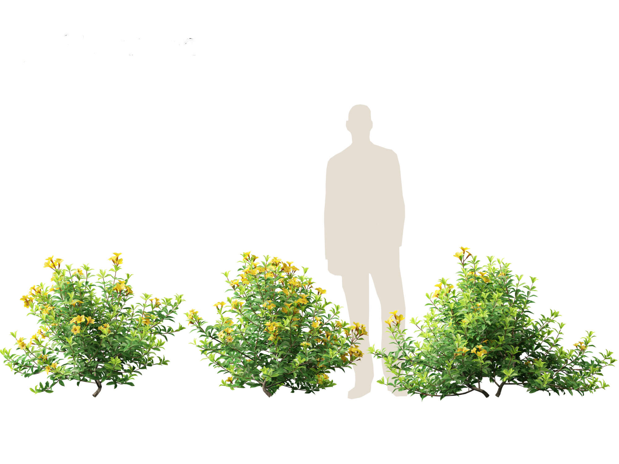 Allamanda Schottii - Bush Allamanda 3D Model by 3dgardenplants