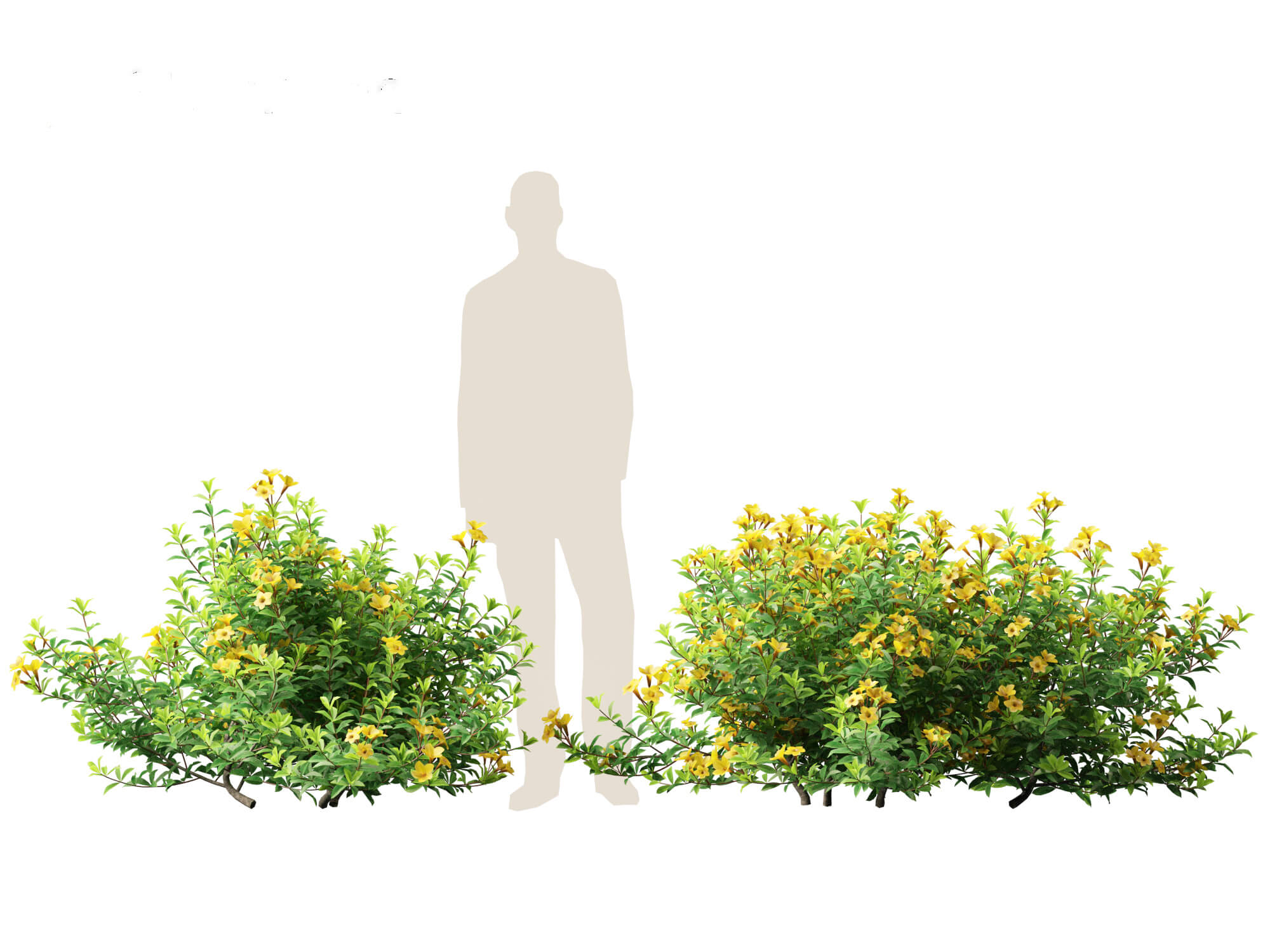 Allamanda Schottii - Bush Allamanda 3D Model by 3dgardenplants