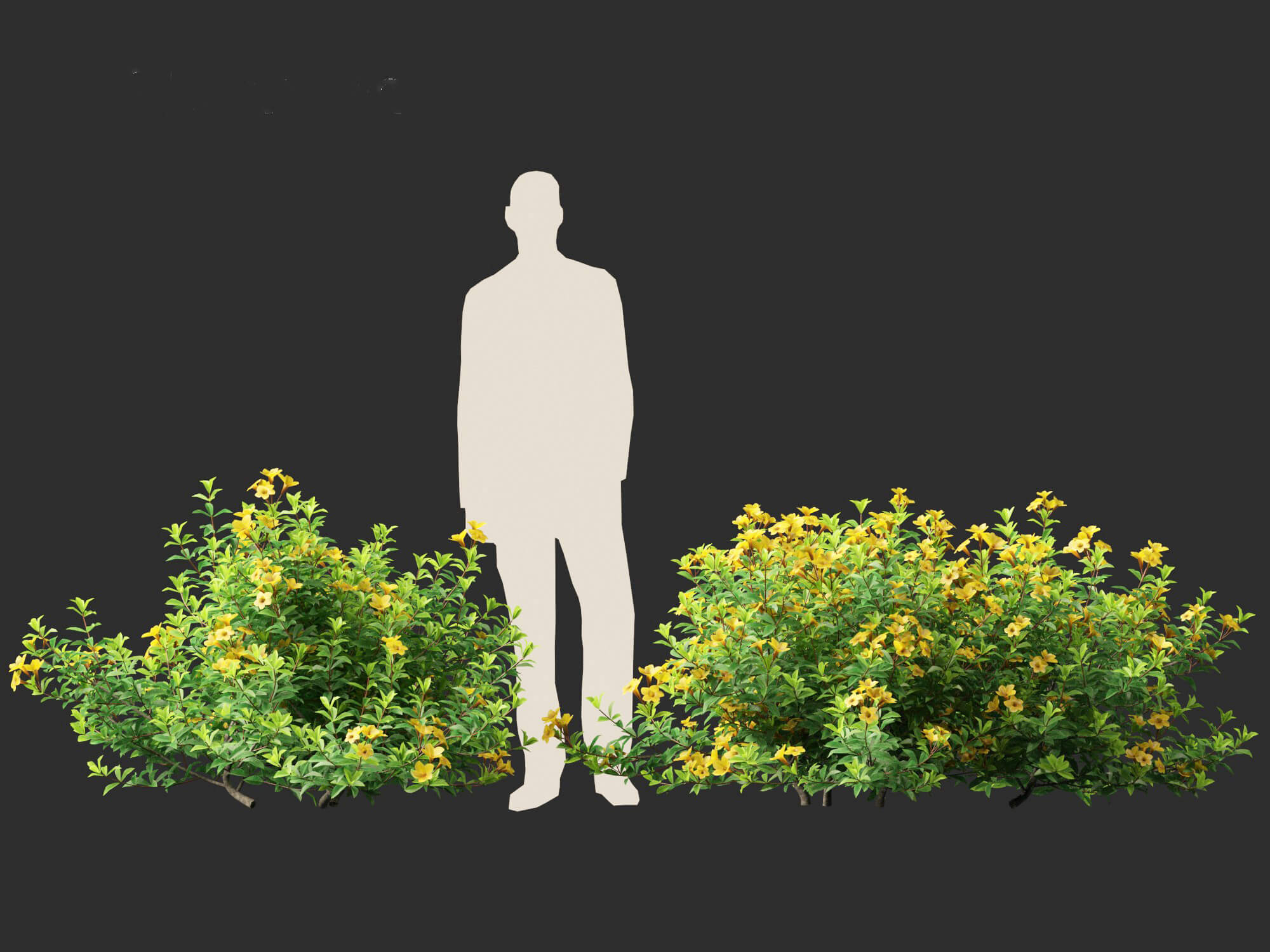 Allamanda Schottii - Bush Allamanda 3D Model by 3dgardenplants