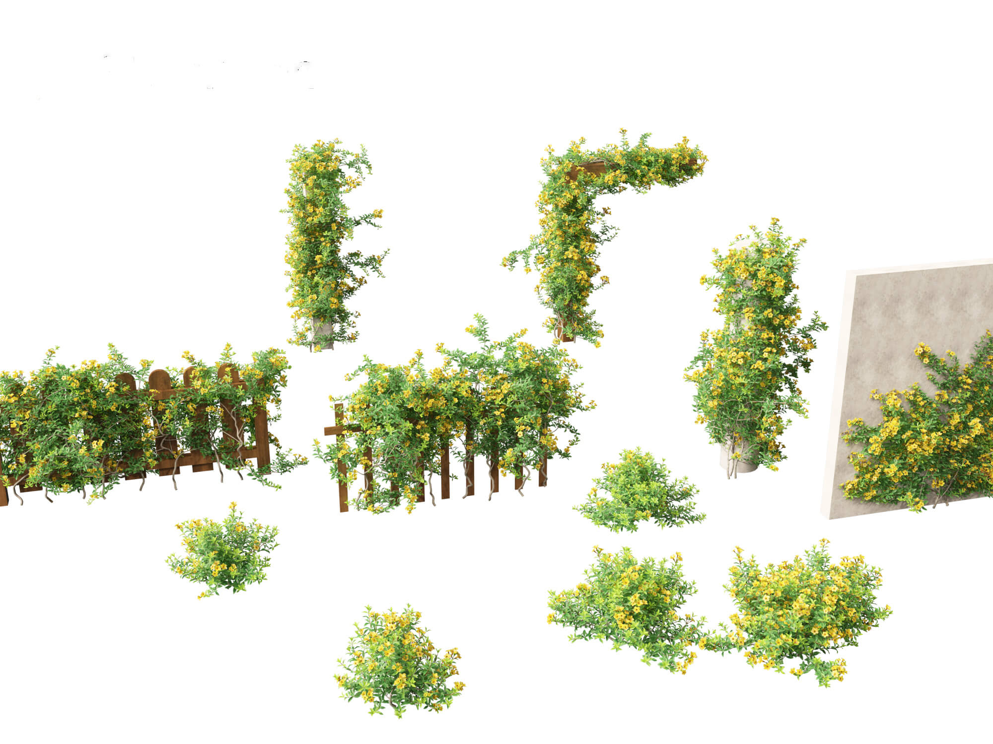 Allamanda Schottii - Bush Allamanda 3D Model by 3dgardenplants