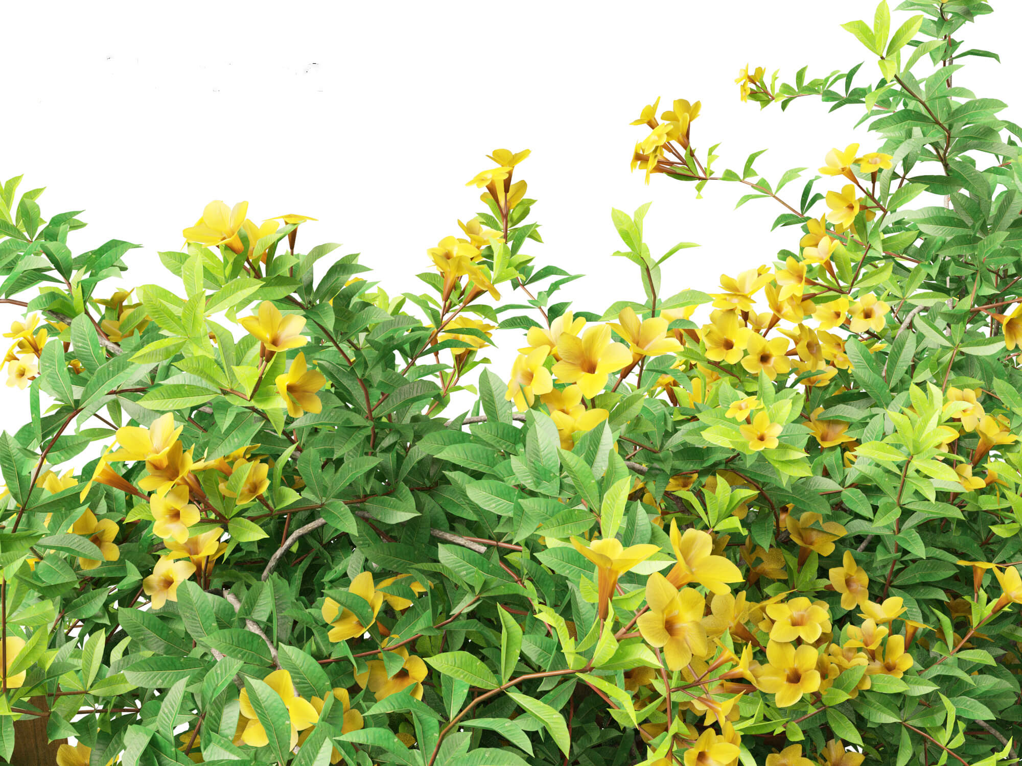 Allamanda Schottii - Bush Allamanda 3D Model by 3dgardenplants