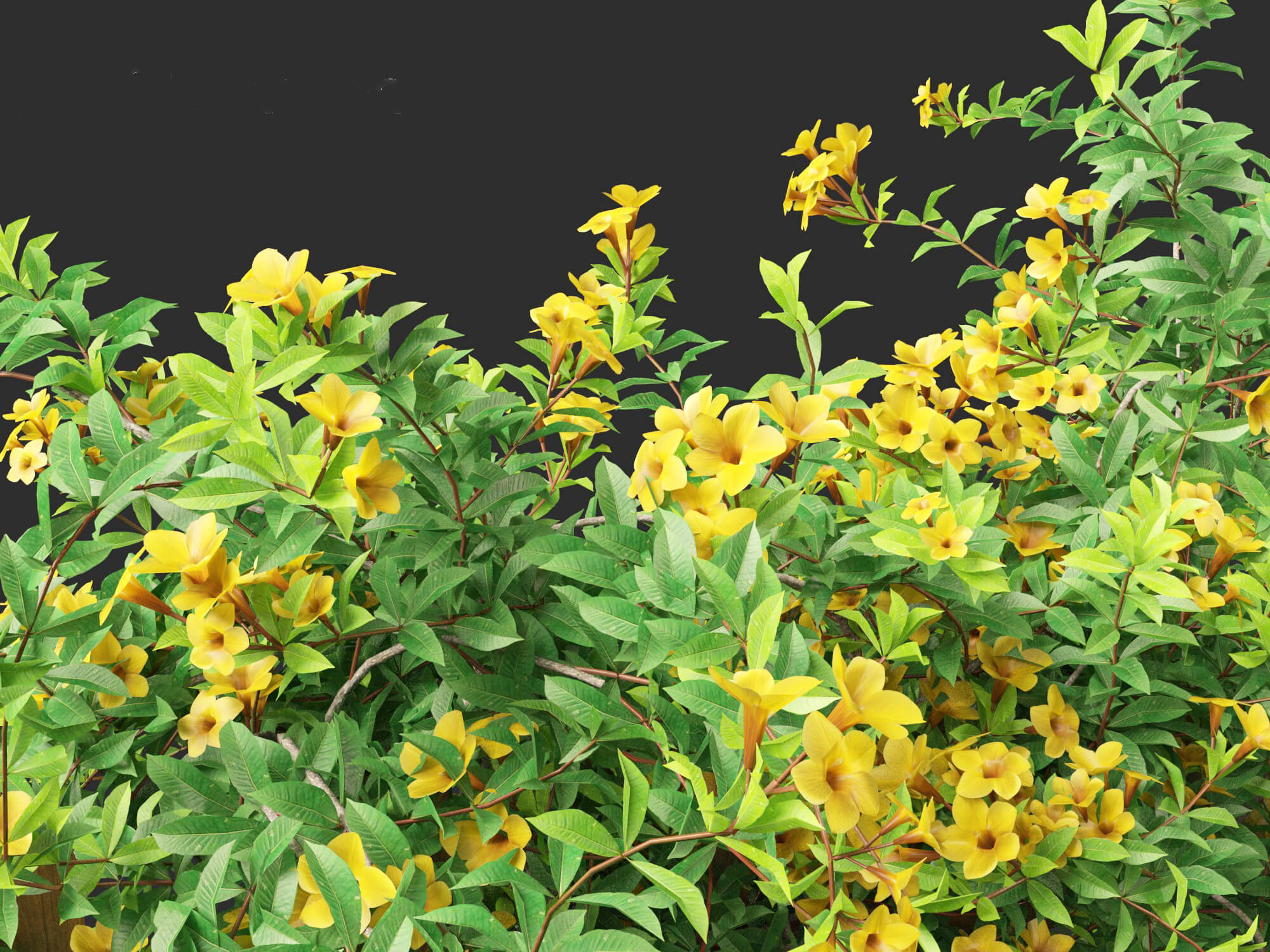 Allamanda Schottii - Bush Allamanda 3D Model by 3dgardenplants