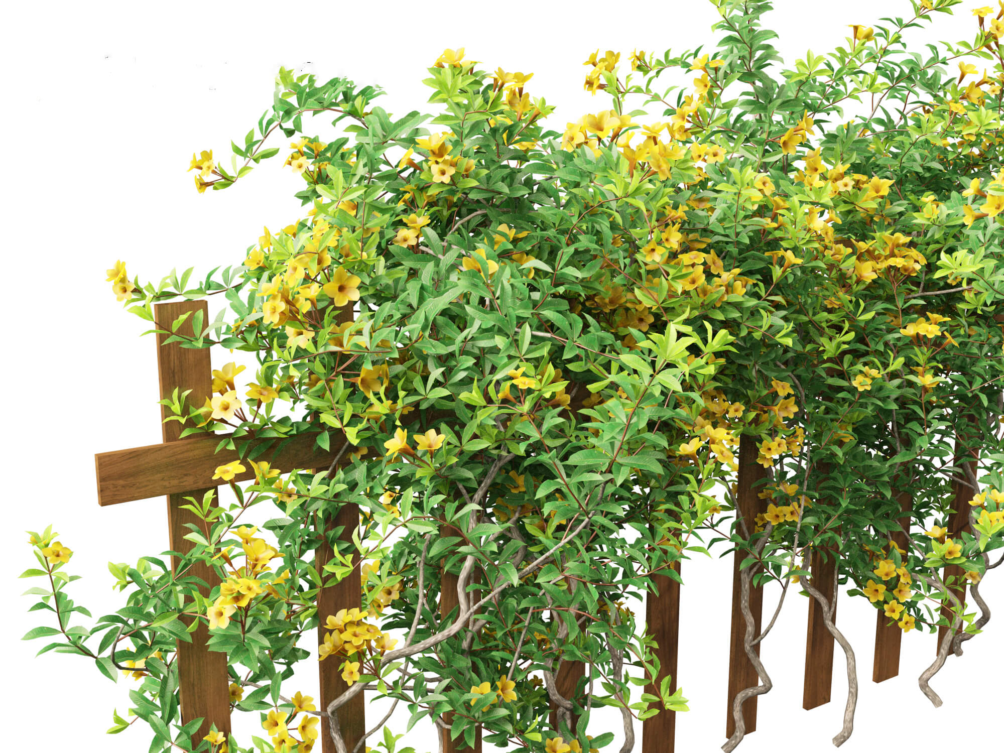 Allamanda Schottii - Bush Allamanda 3D Model by 3dgardenplants
