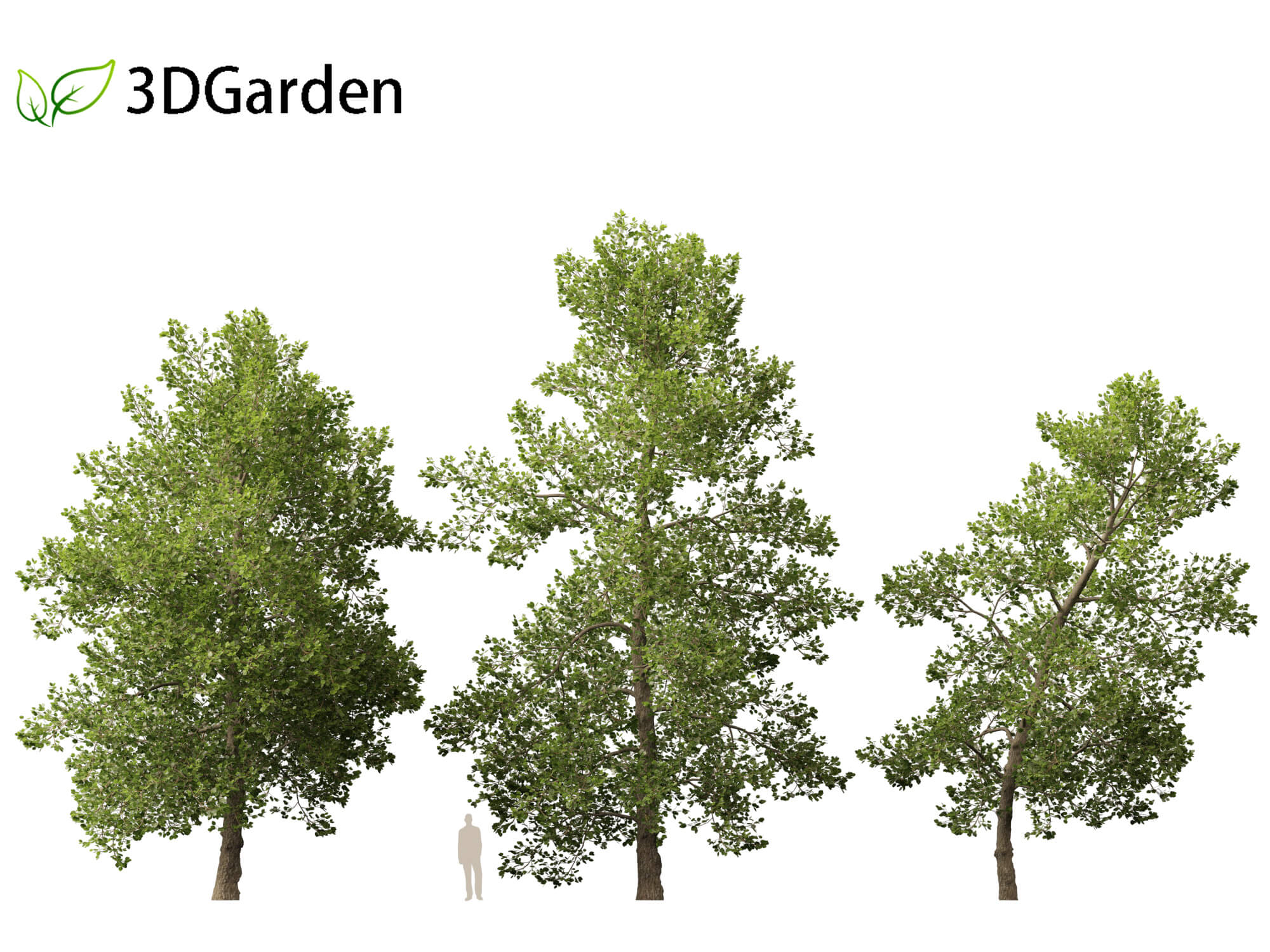 Alnus Glutinosa - Black Alder 3D Model by 3dgardenplants