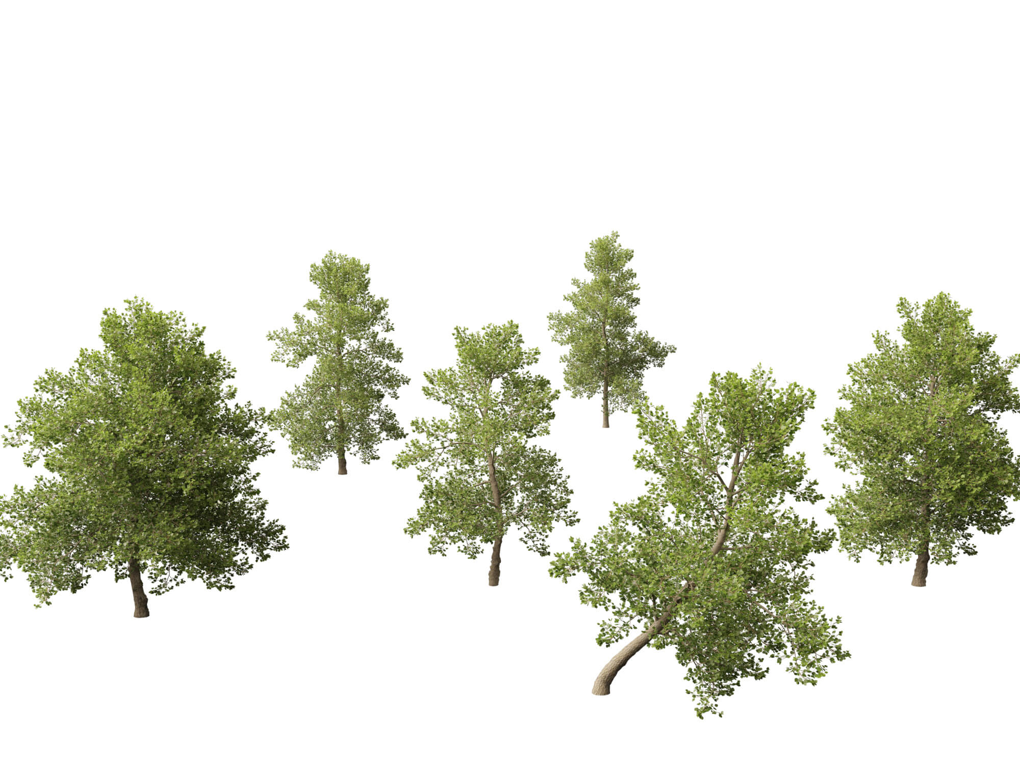 Alnus Glutinosa - Black Alder 3D Model by 3dgardenplants