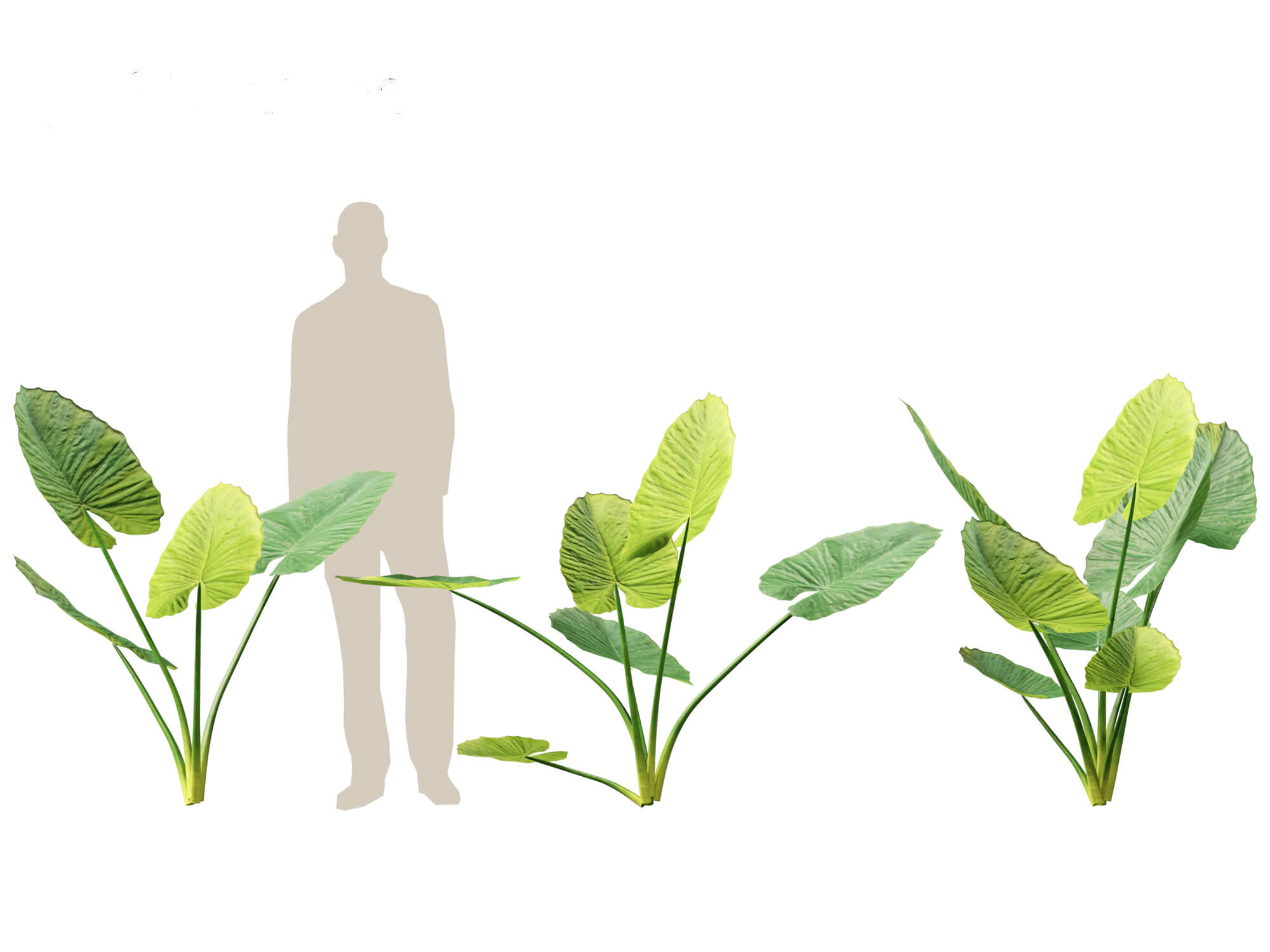 Alocasia Macrorrhiza - Giant Taro 01 3D Model by 3dgardenplants