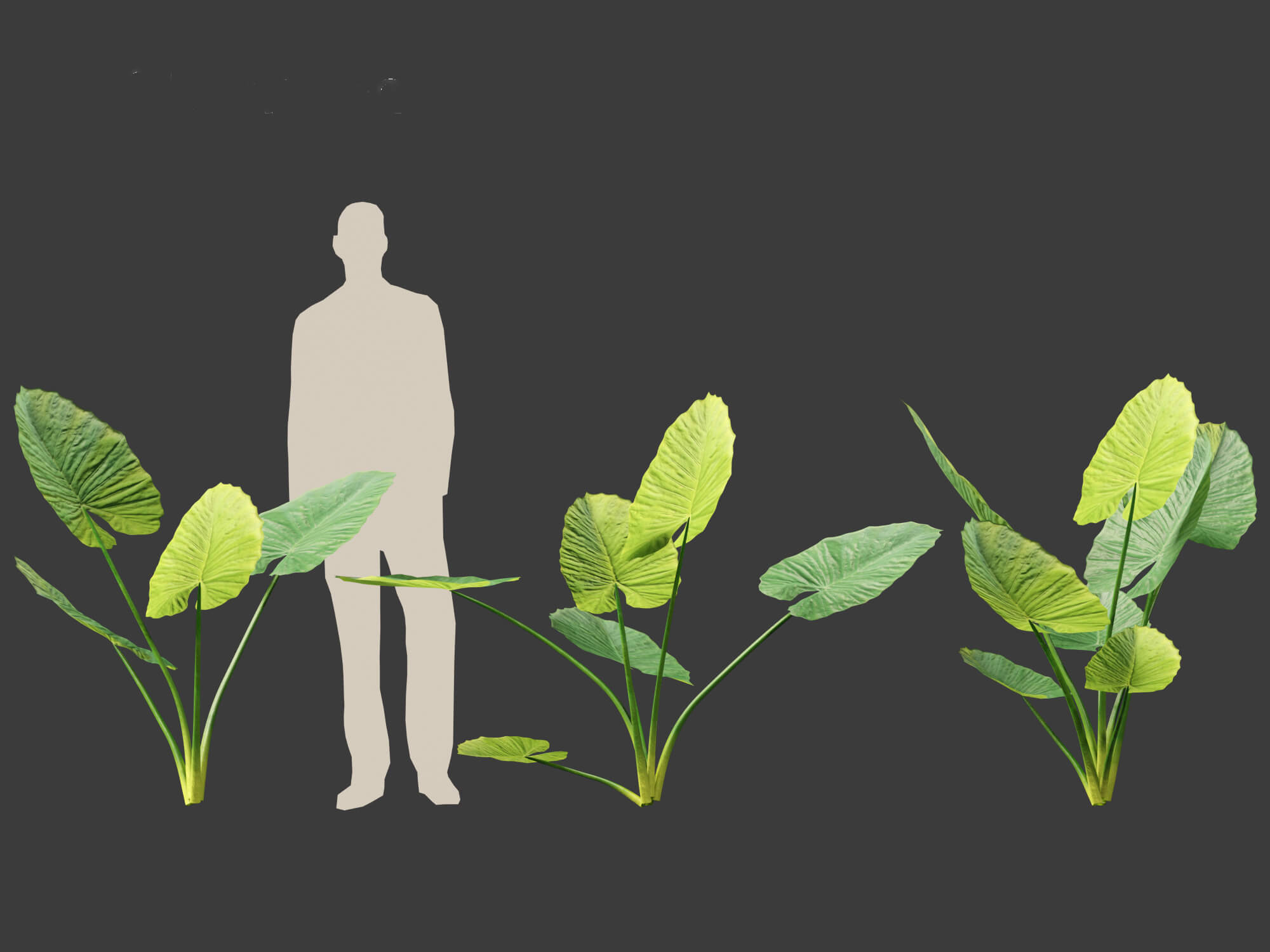 Alocasia Macrorrhiza - Giant Taro 01 3D Model by 3dgardenplants