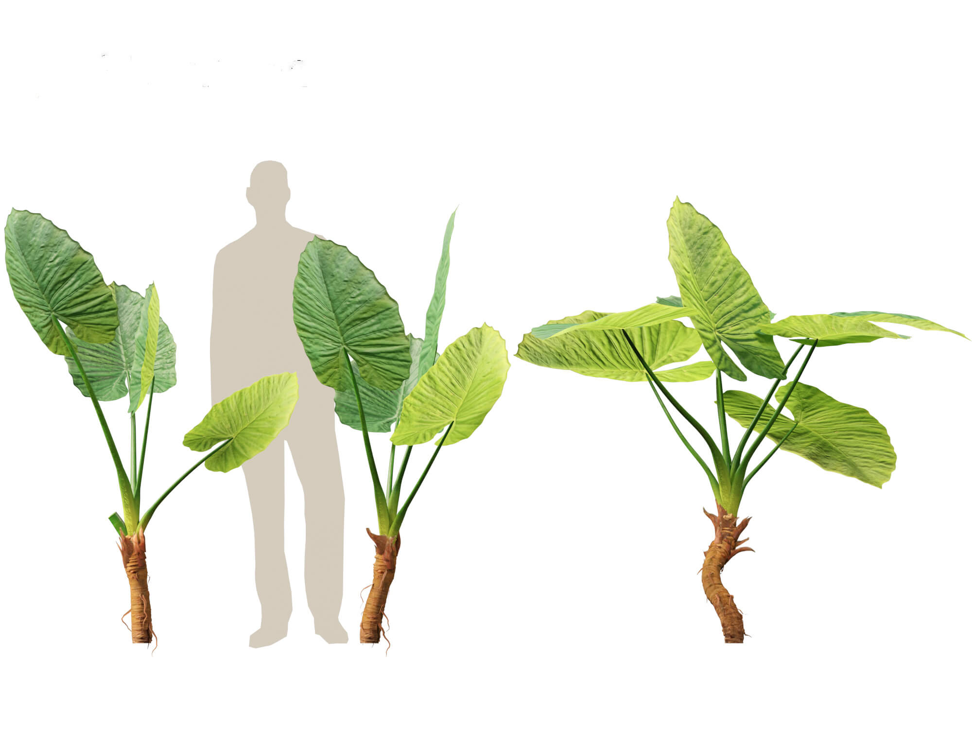 Alocasia Macrorrhiza - Giant Taro 01 3D Model by 3dgardenplants