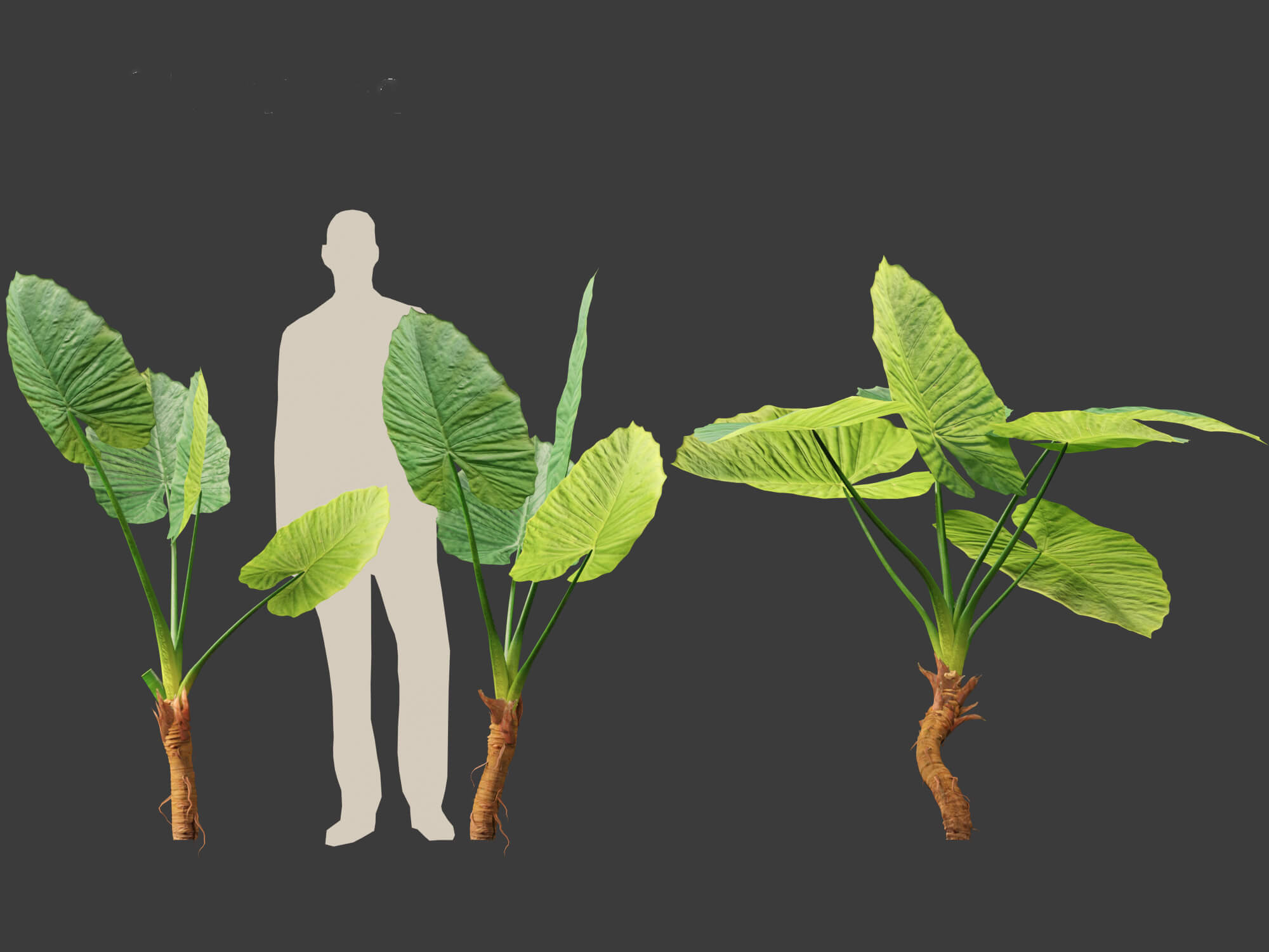 Alocasia Macrorrhiza - Giant Taro 01 3D Model by 3dgardenplants
