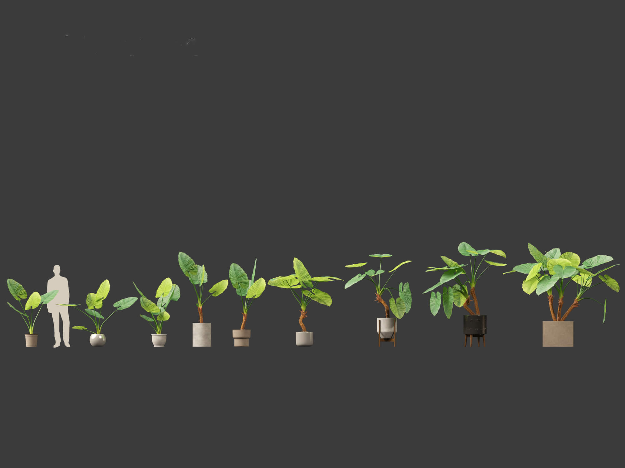 Alocasia Macrorrhiza - Giant Taro 02 3D Model by 3dgardenplants
