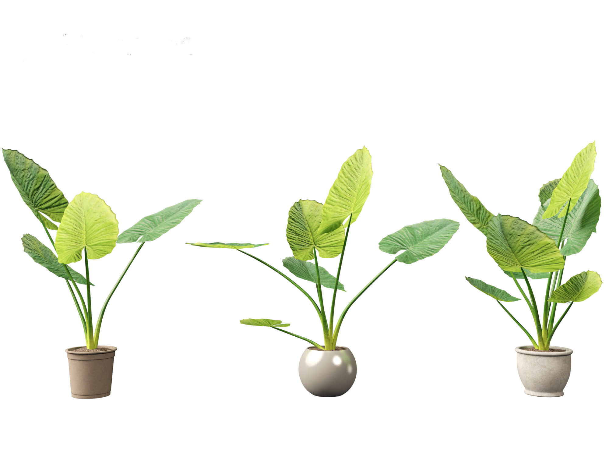 Alocasia Macrorrhiza - Giant Taro 02 3D Model by 3dgardenplants