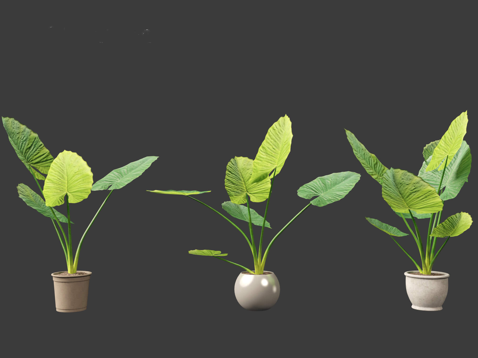 Alocasia Macrorrhiza - Giant Taro 02 3D Model by 3dgardenplants