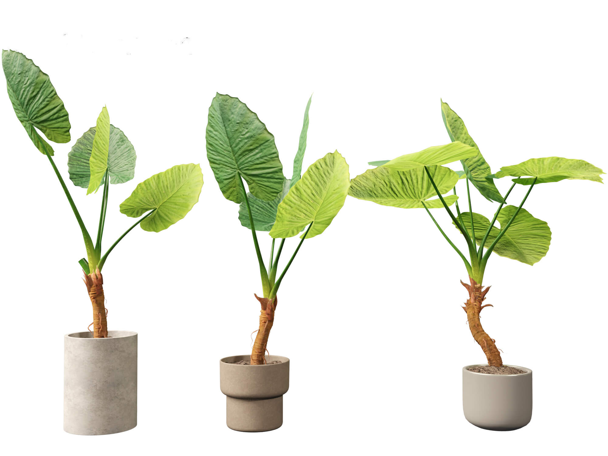 Alocasia Macrorrhiza - Giant Taro 02 3D Model by 3dgardenplants