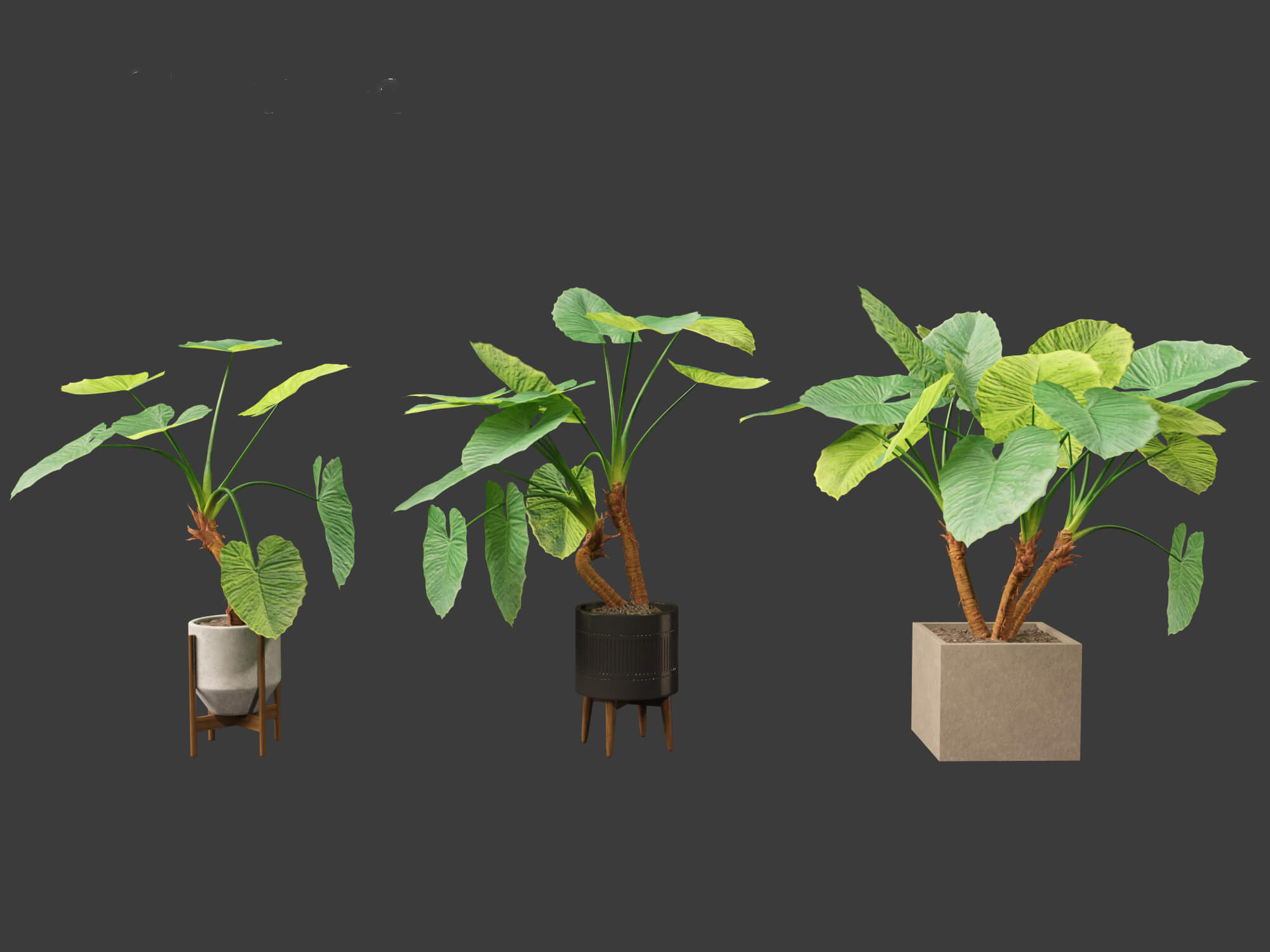 Alocasia Macrorrhiza - Giant Taro 02 3D Model by 3dgardenplants