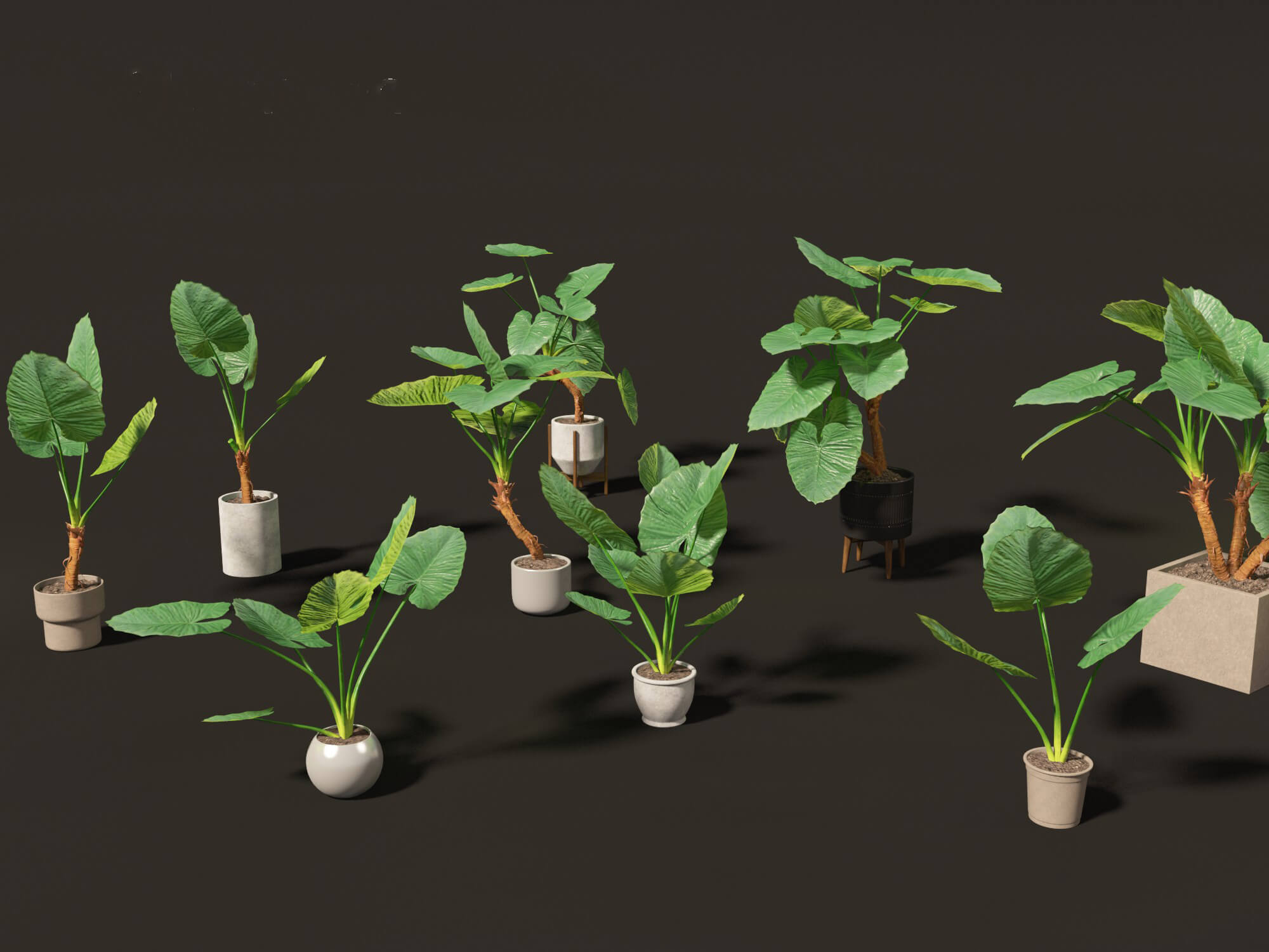 Alocasia Macrorrhiza - Giant Taro 02 3D Model by 3dgardenplants