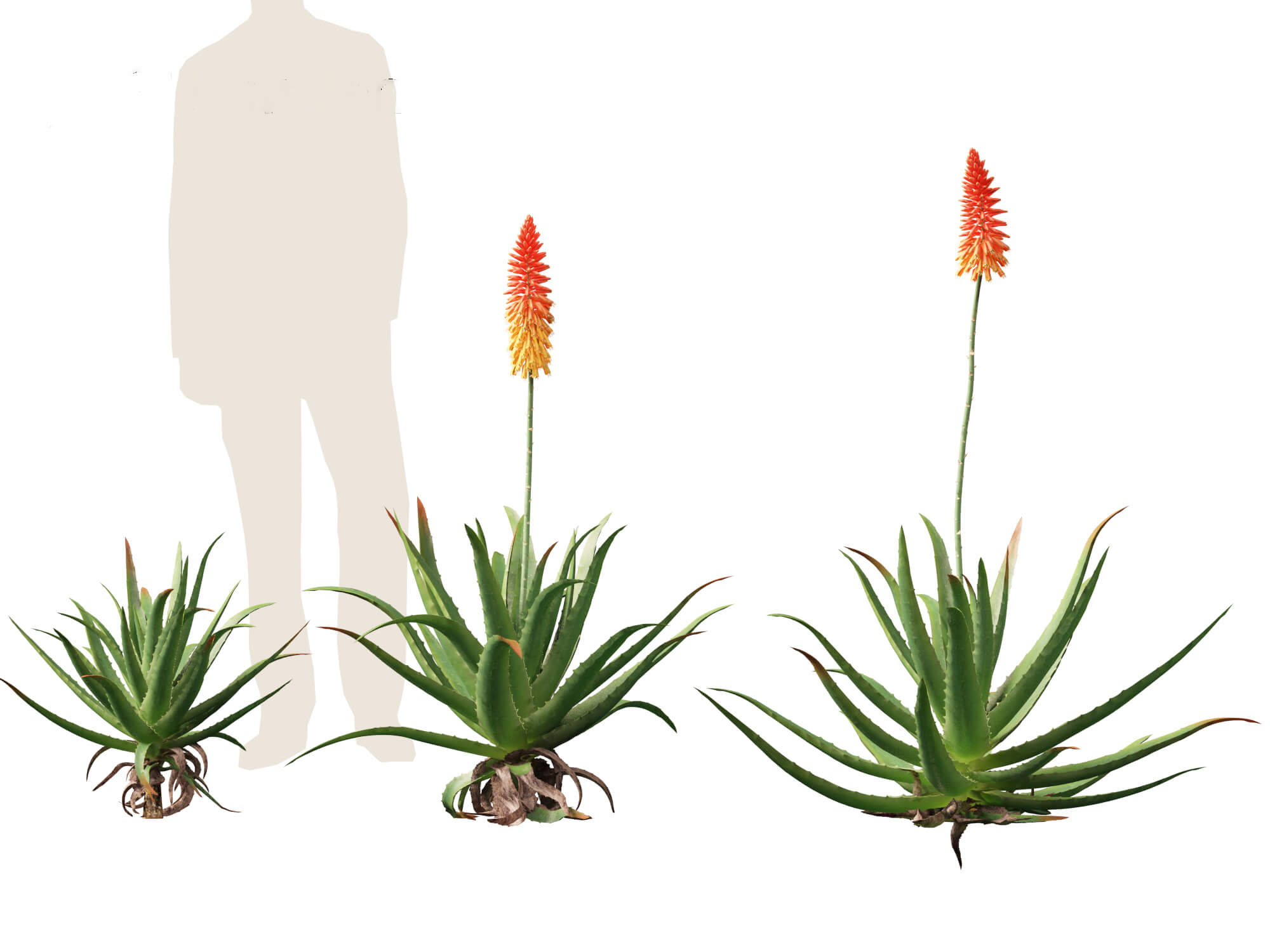 Aloe Barbadensis - Aloe Vera 3D Model by 3dgardenplants