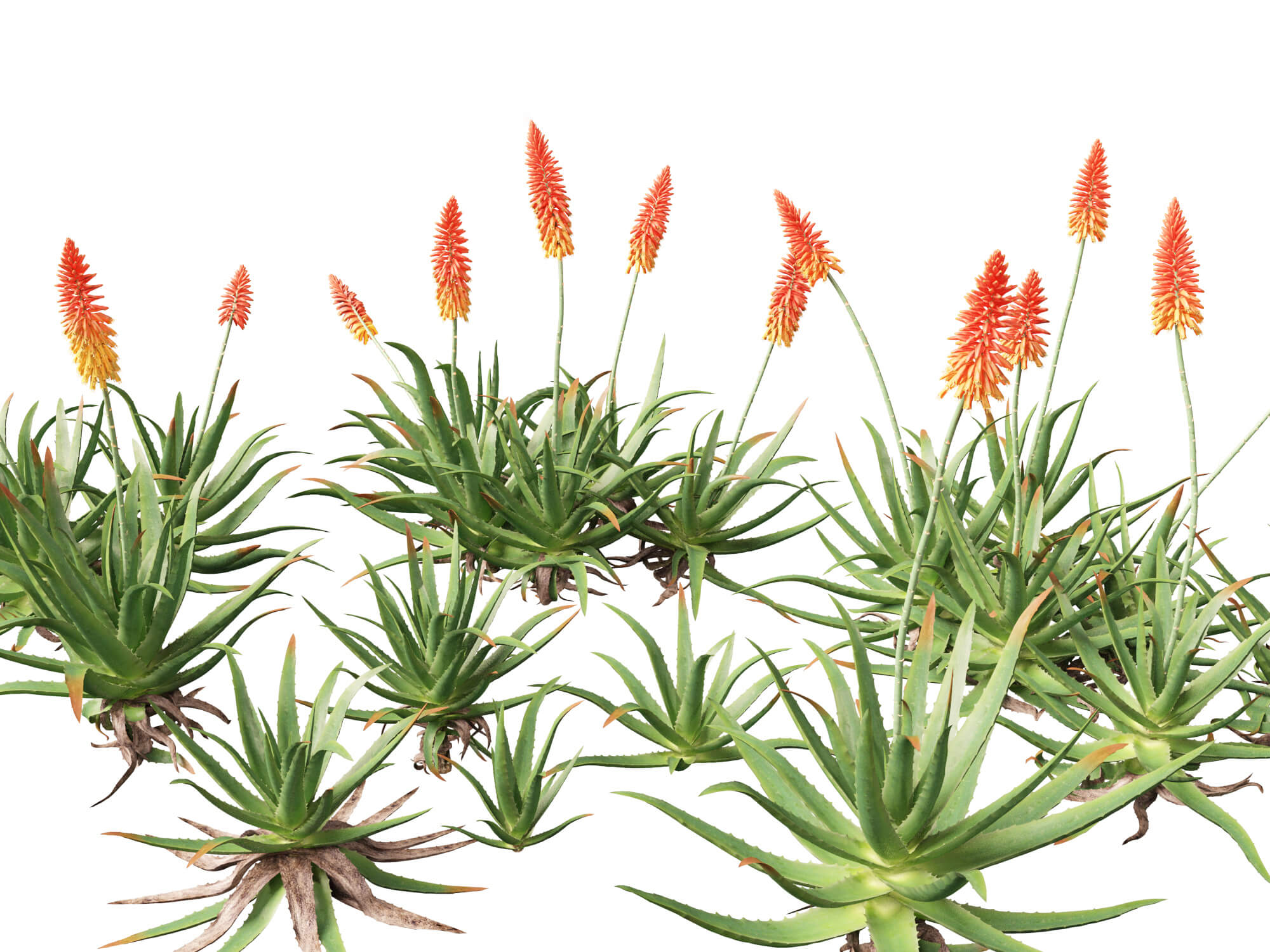 Aloe Barbadensis - Aloe Vera 3D Model by 3dgardenplants