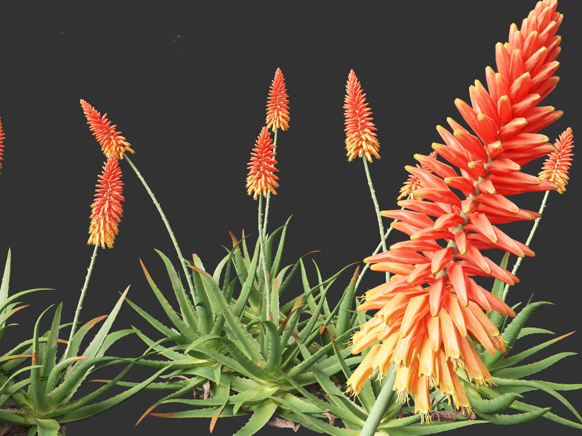 Aloe Barbadensis - Aloe Vera 3D Model by 3dgardenplants