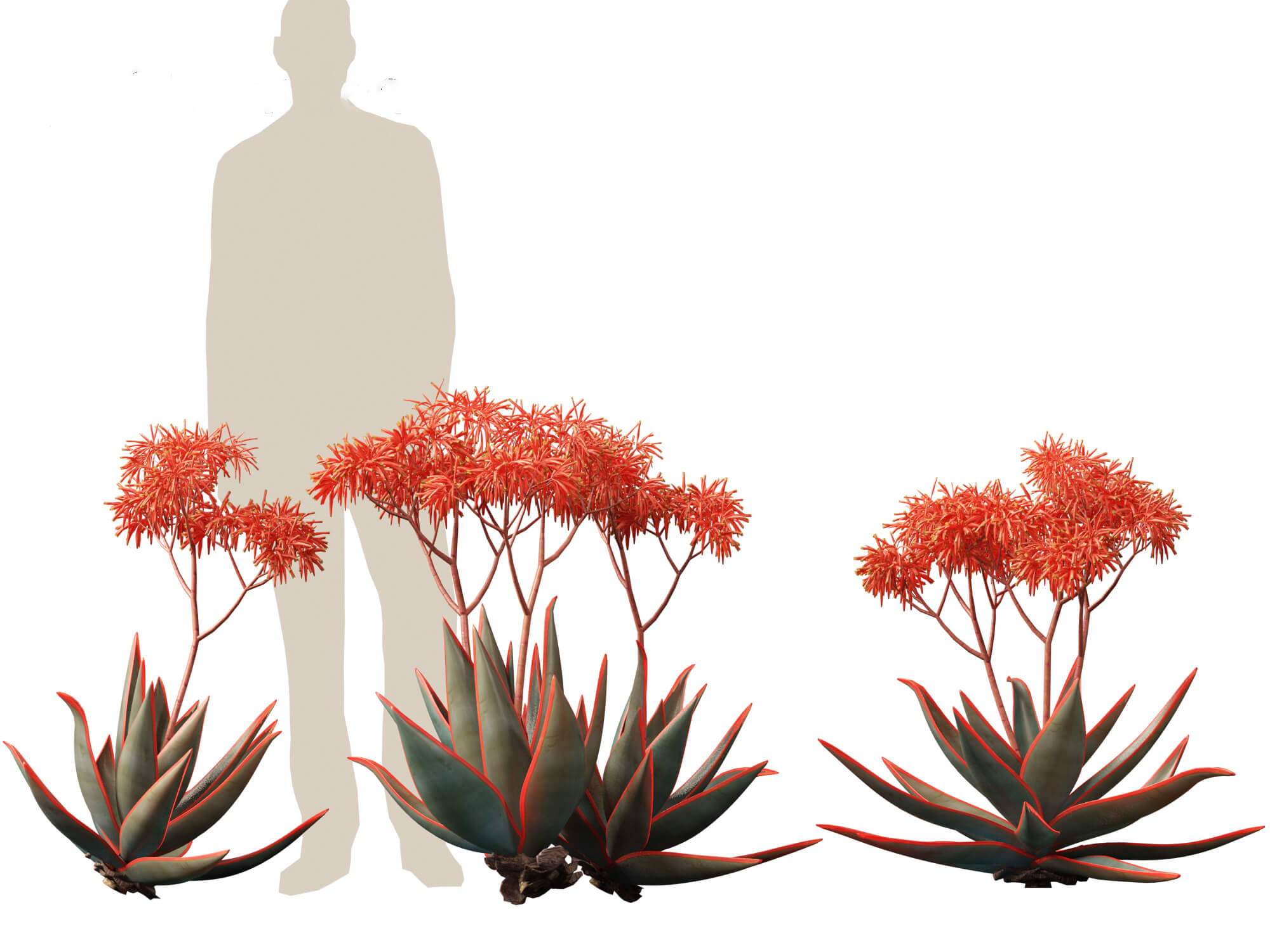 Aloe Striata - Coral Aloe 3D Model by 3dgardenplants