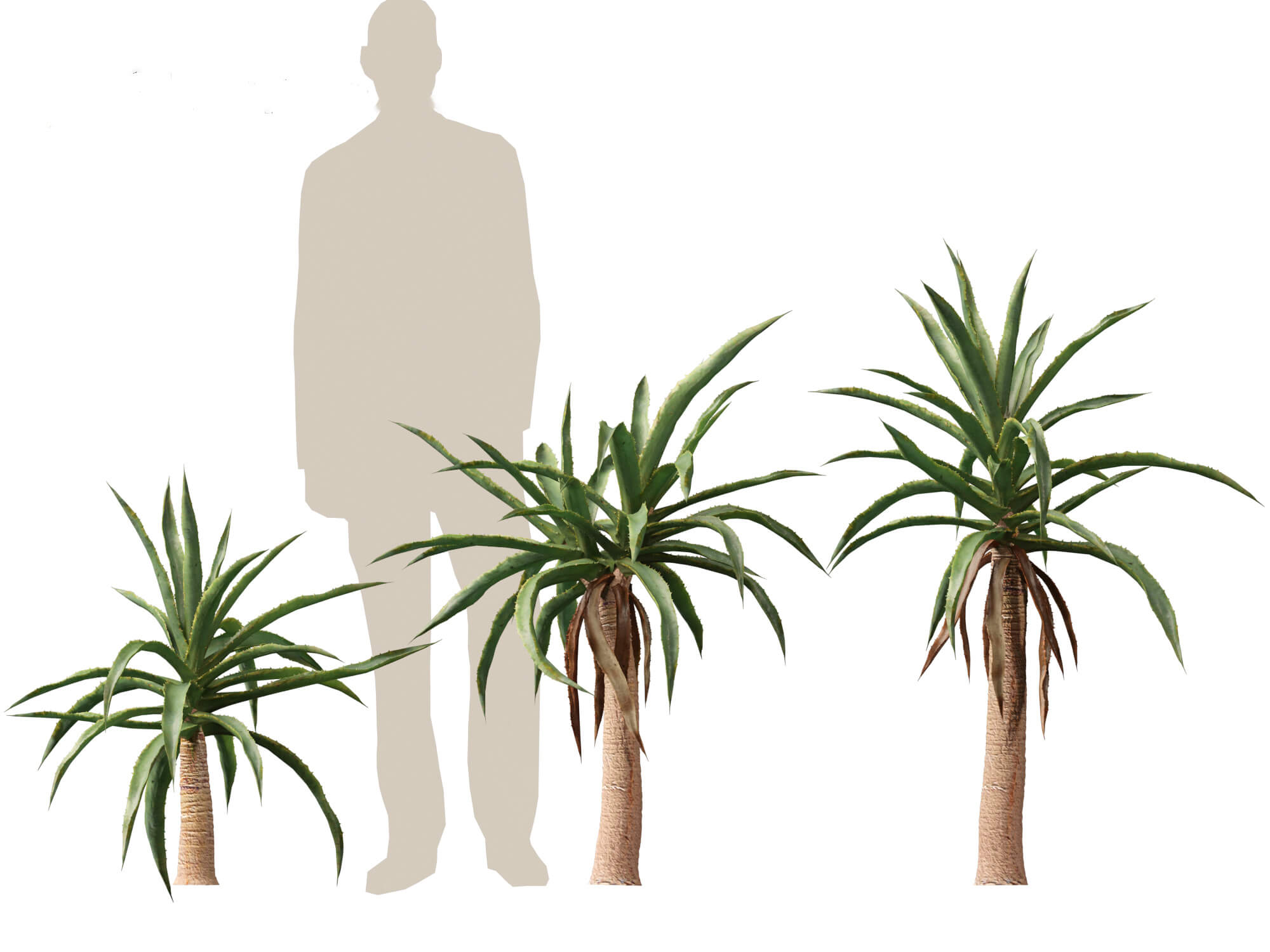 Aloidendron Barberae – Tree Aloe - 3D Model by 3dgardenplants