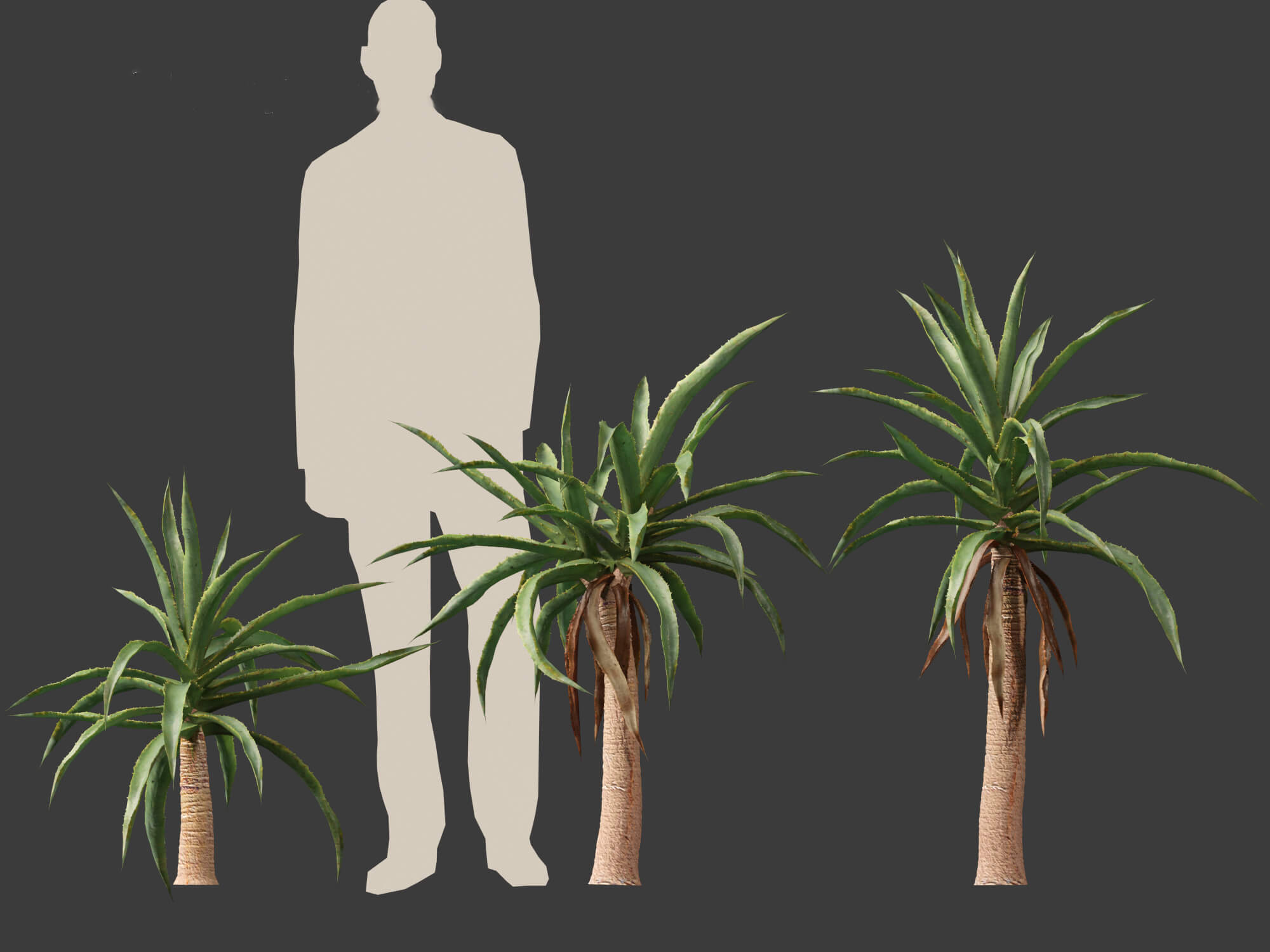 Aloidendron Barberae – Tree Aloe - 3D Model by 3dgardenplants