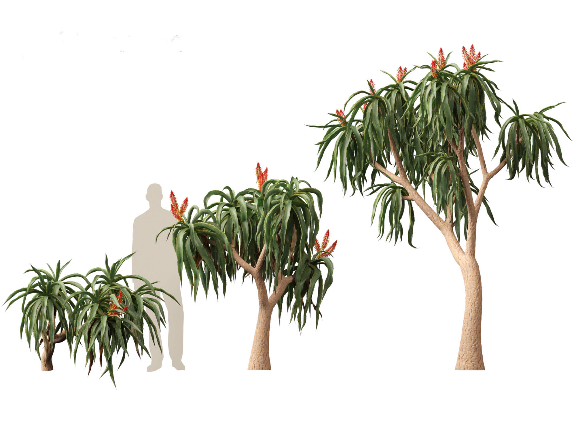 Aloidendron Barberae – Tree Aloe - 3D Model by 3dgardenplants