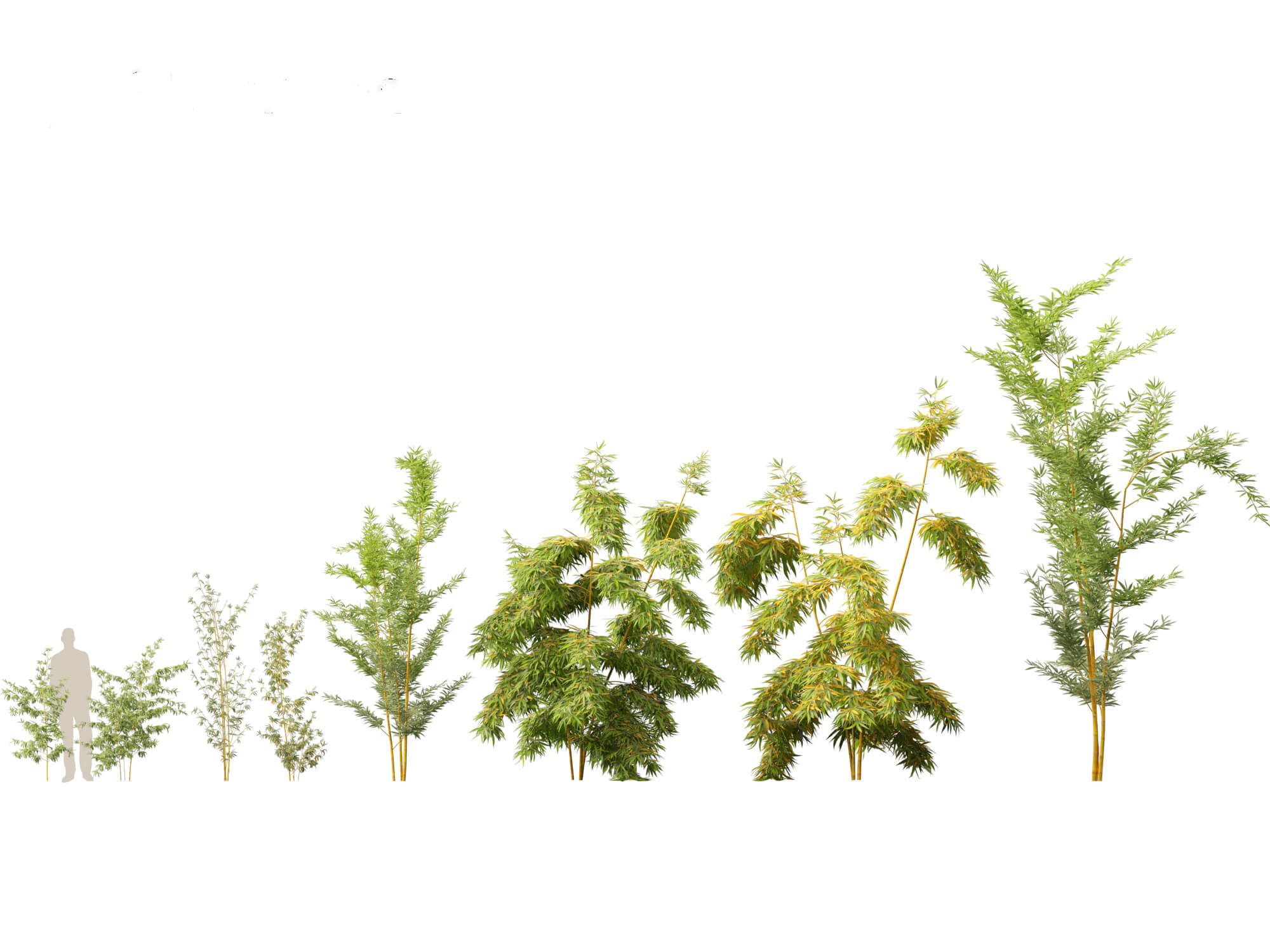 Alphonse Karr Bamboo - Bambusa Multiplex 01 3D Model by 3dgardenplants