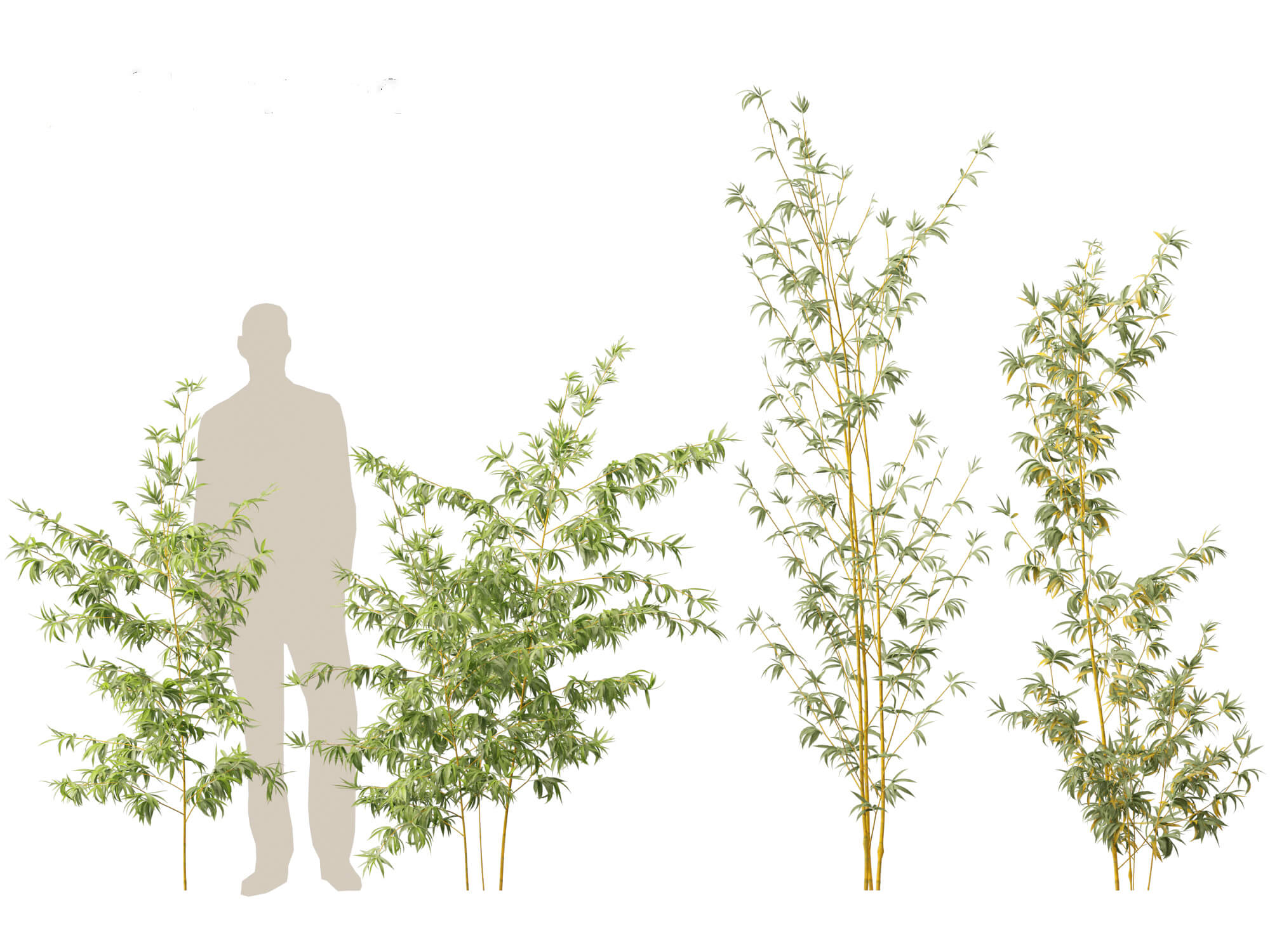 Alphonse Karr Bamboo - Bambusa Multiplex 01 3D Model by 3dgardenplants