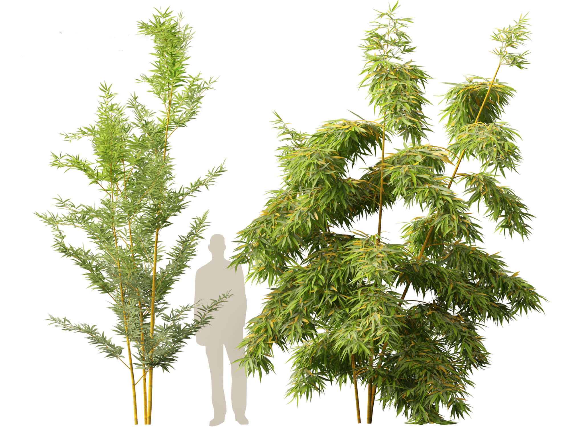 Alphonse Karr Bamboo - Bambusa Multiplex 01 3D Model by 3dgardenplants