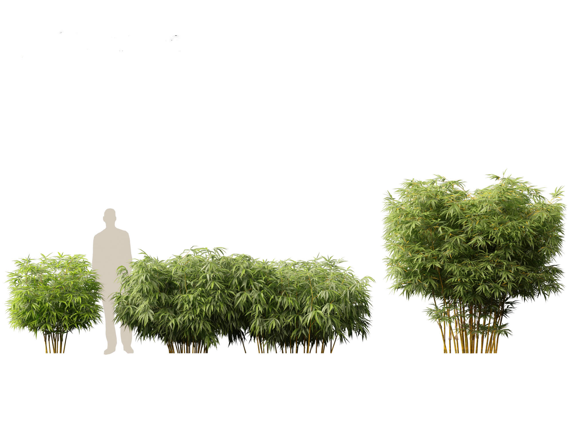 Alphonse Karr Bamboo - Bambusa Multiplex 02 3D Model by 3dgardenplants
