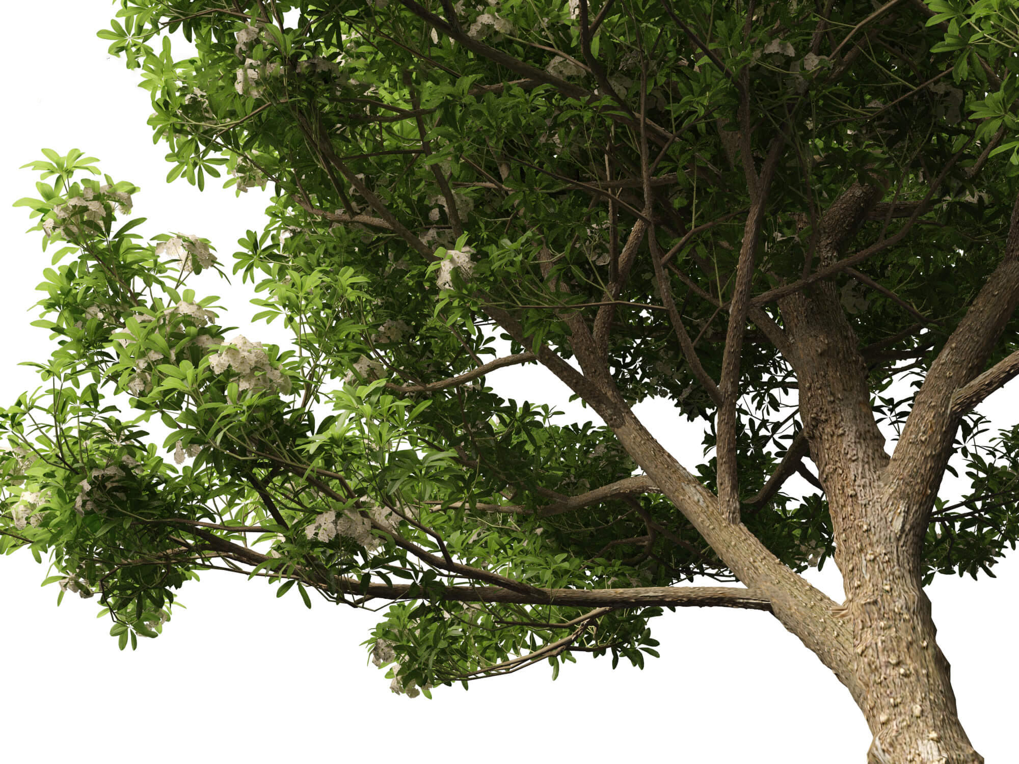 Alstonia Scholaris - Norfolk Island Pine 3D Model by 3dgardenplants