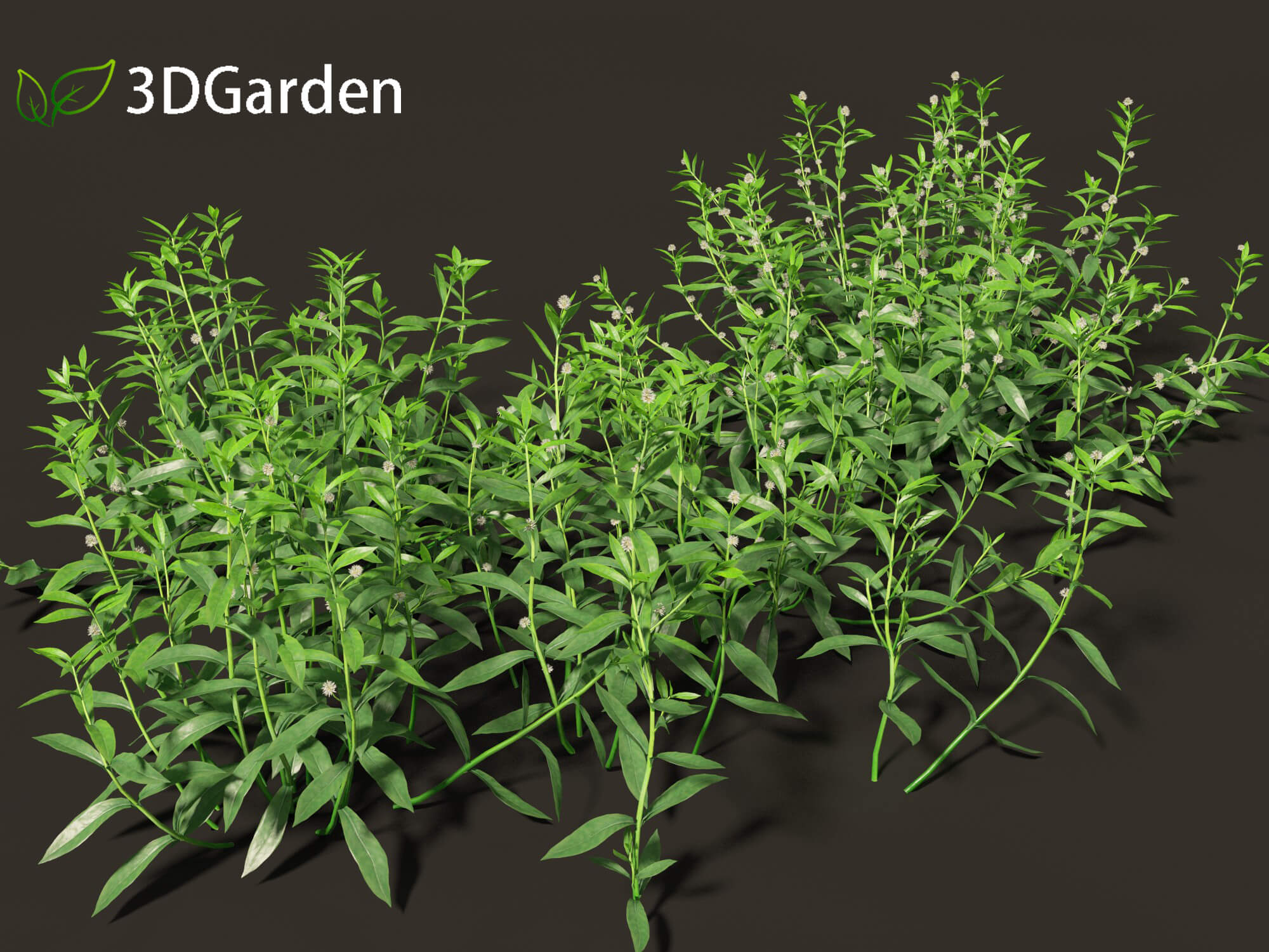 Alternanthera Philoxeroides – Alligator Weed - 3D Model by 3dgardenplants