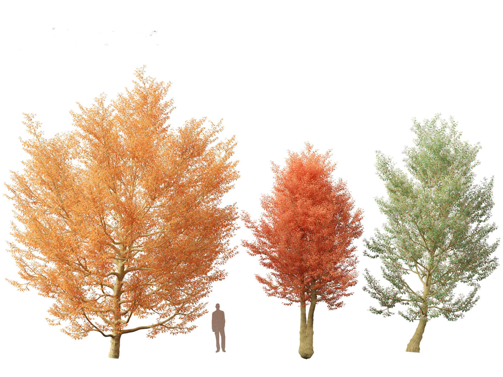 Amelanchier Canadensis - Canadian Serviceberry 3D Model by 3dgardenplants