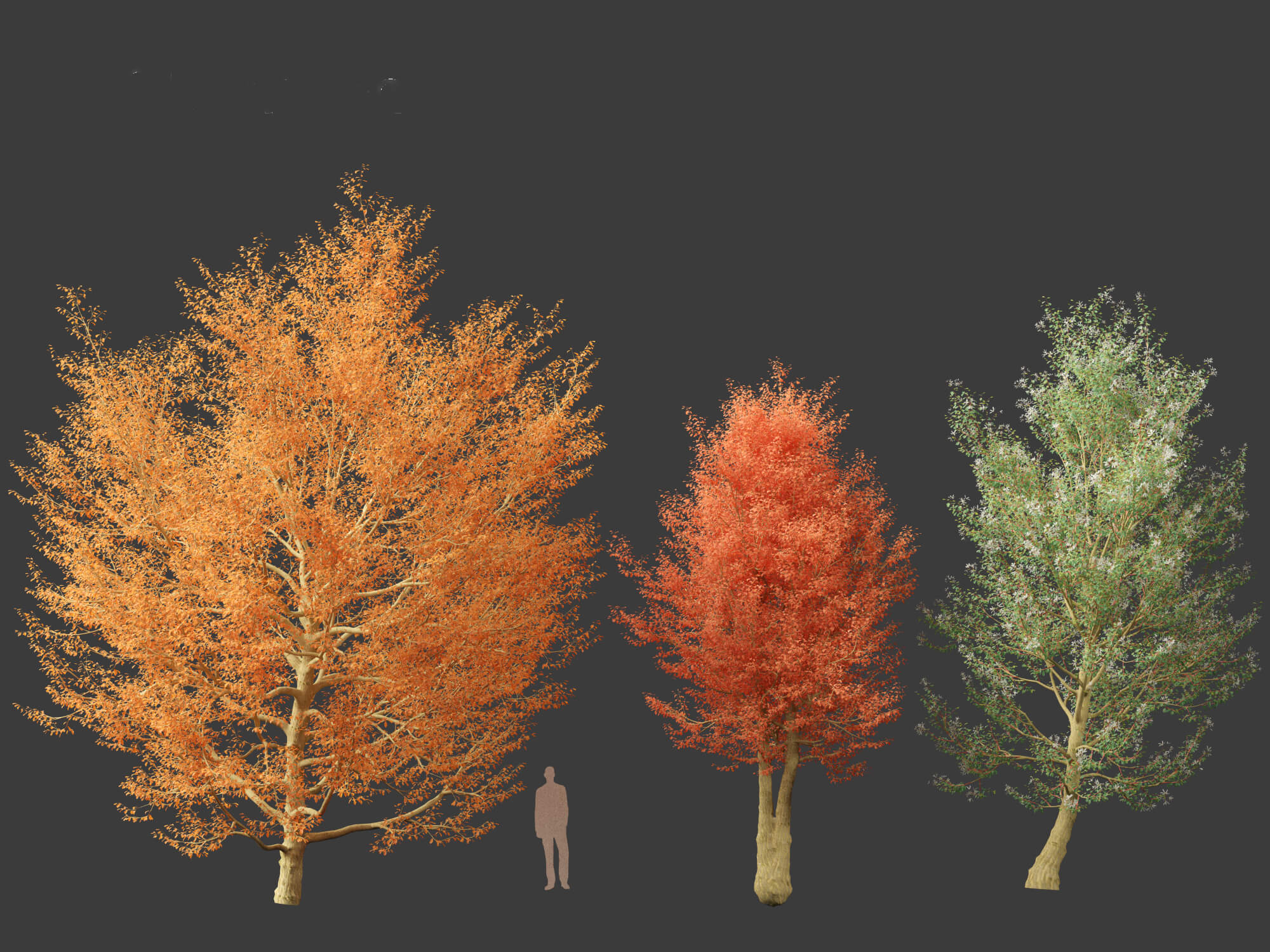 Amelanchier Canadensis - Canadian Serviceberry 3D Model by 3dgardenplants