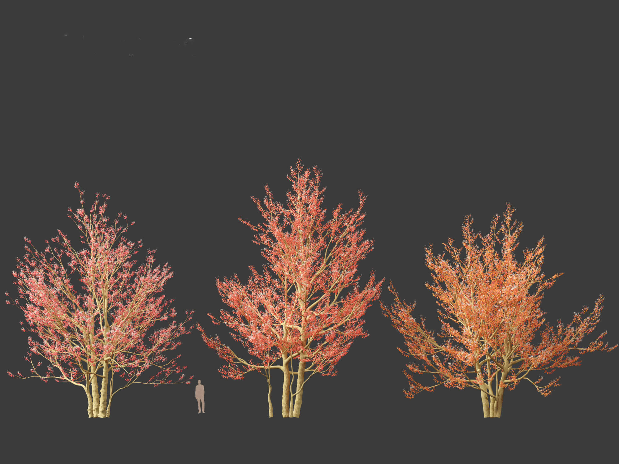 Amelanchier Canadensis - Canadian Serviceberry 3D Model by 3dgardenplants