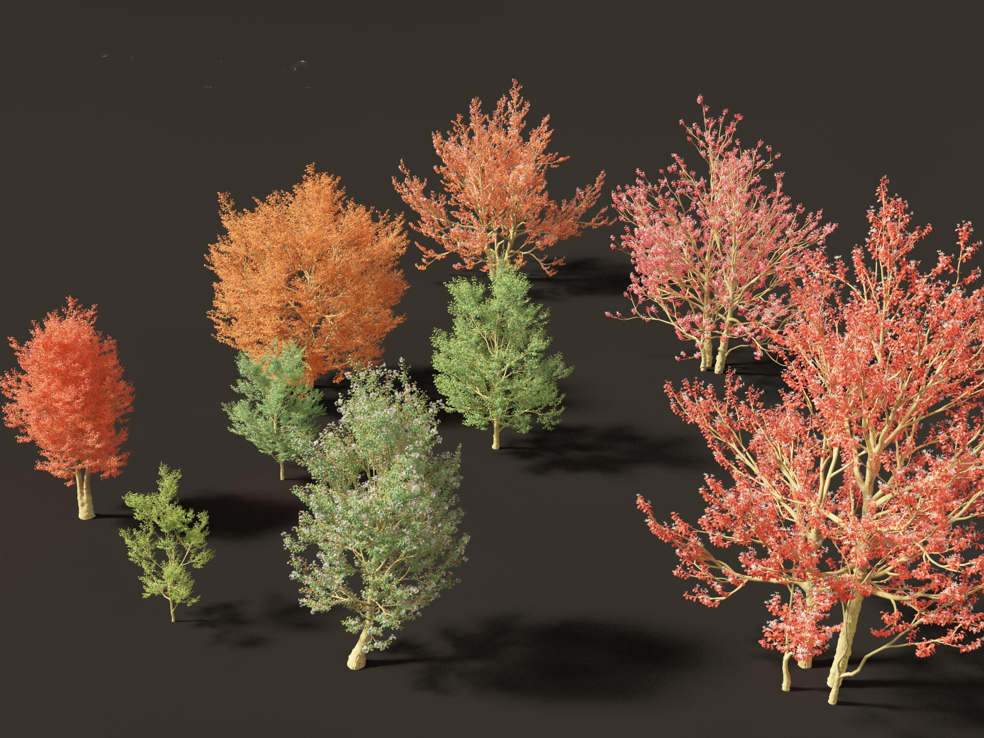 Amelanchier Canadensis - Canadian Serviceberry 3D Model by 3dgardenplants